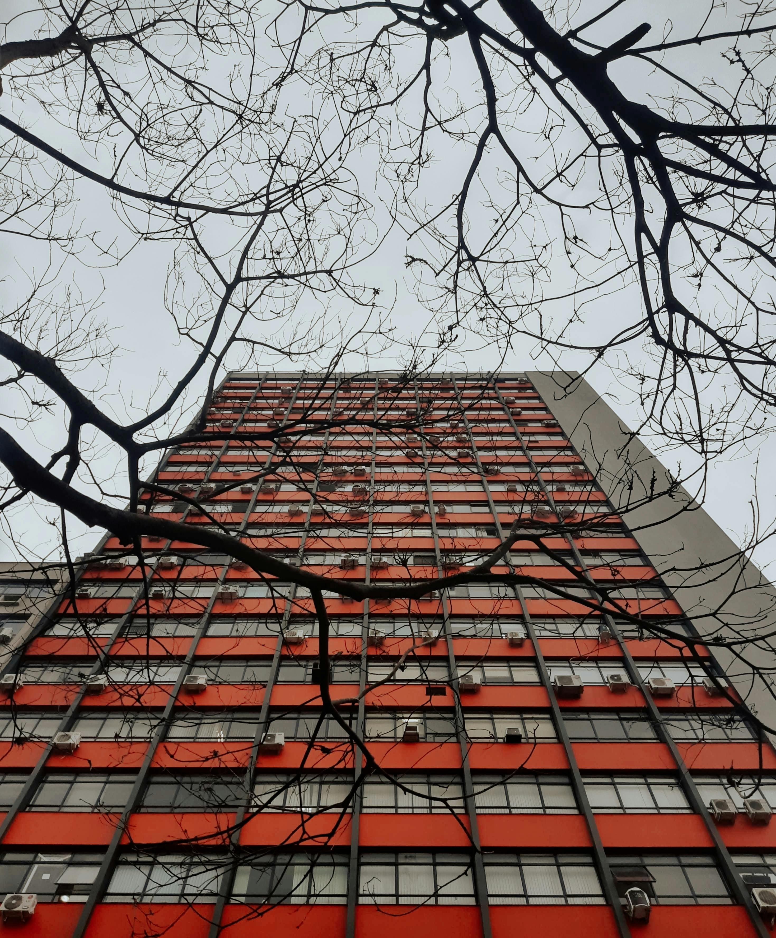 Low Angle Shot of a Modern Building and Leafless Tree Branches in City ...