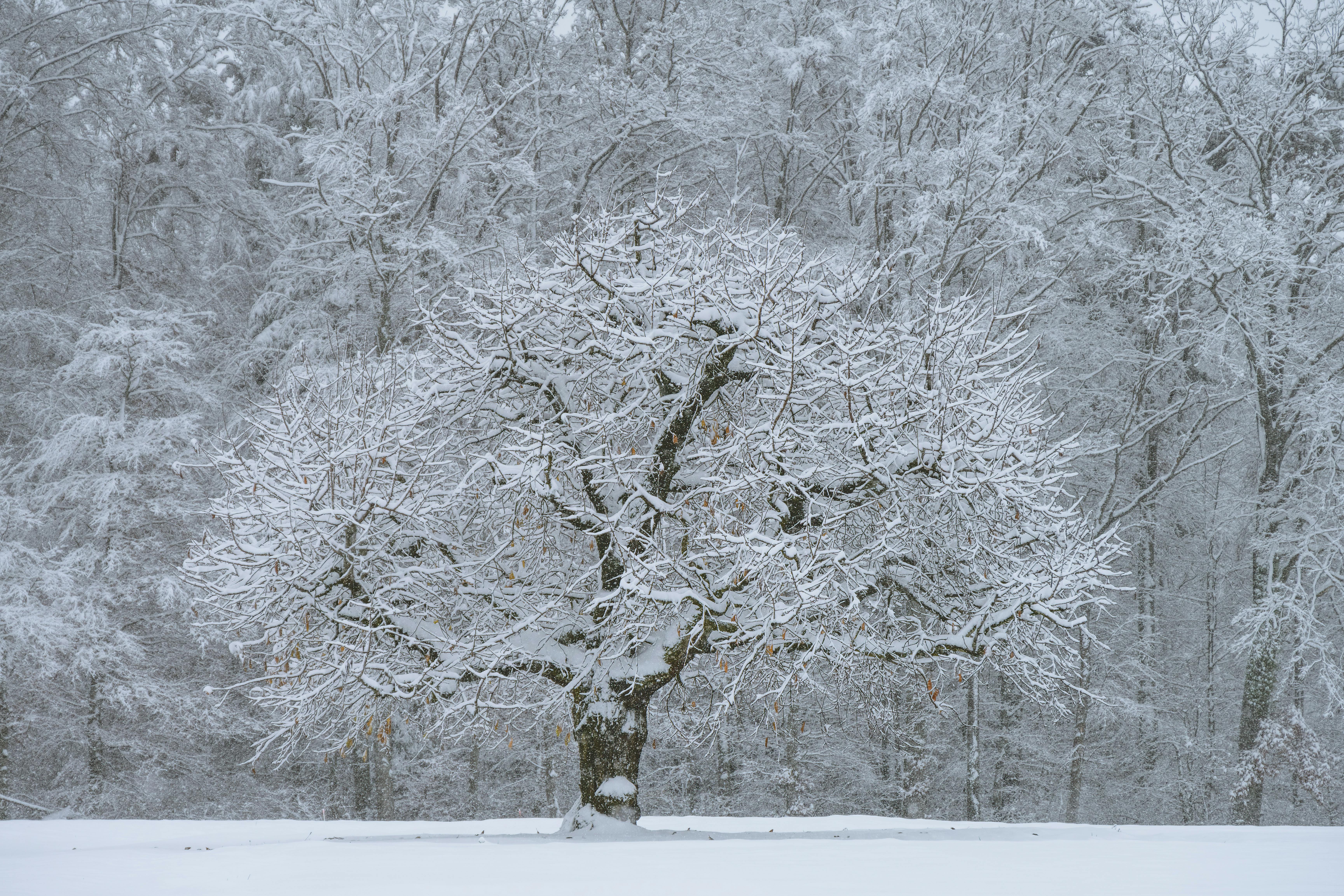 White Tree in Forest in Winter · Free Stock Photo