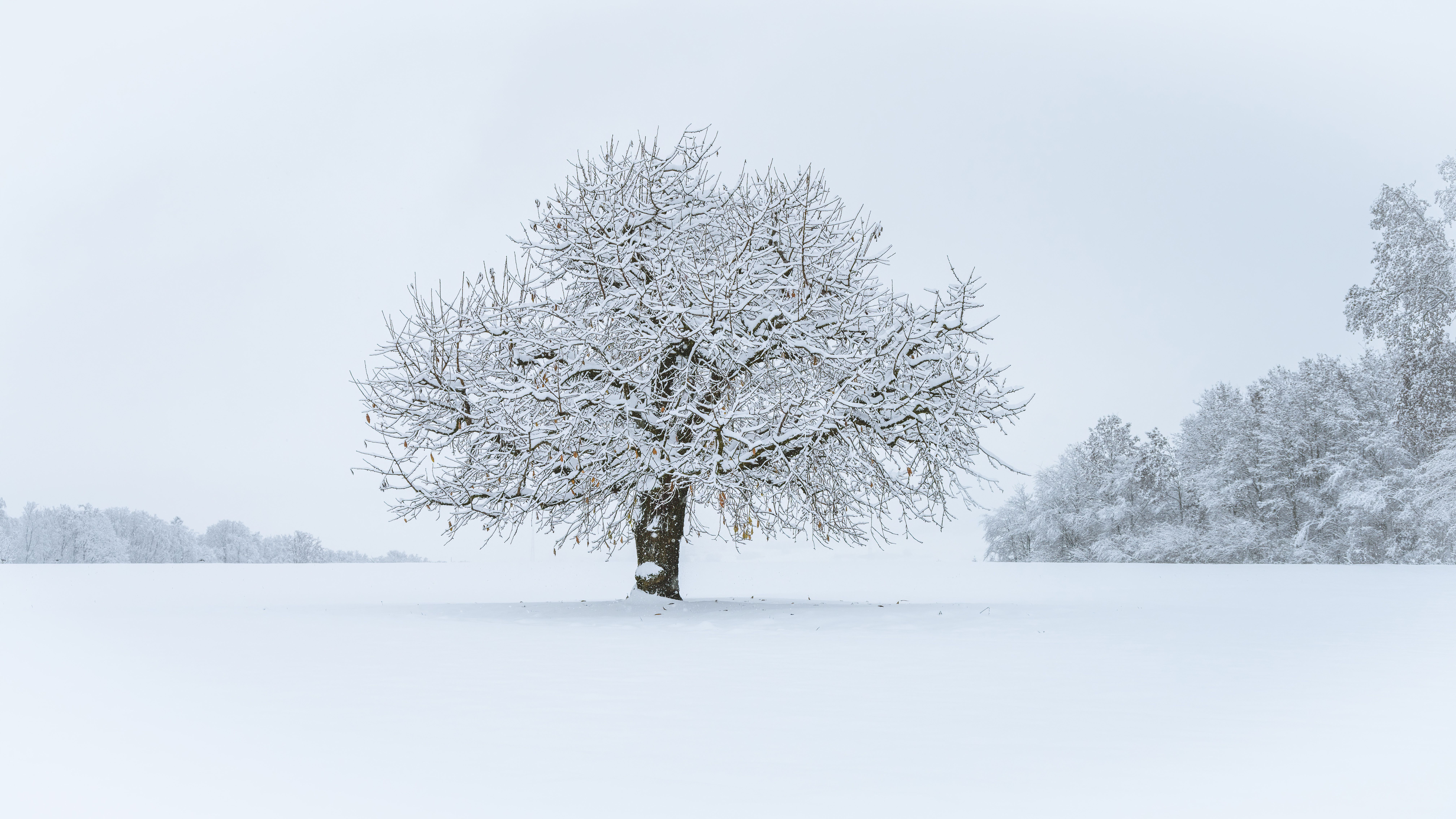 A Tree in Winter · Free Stock Photo