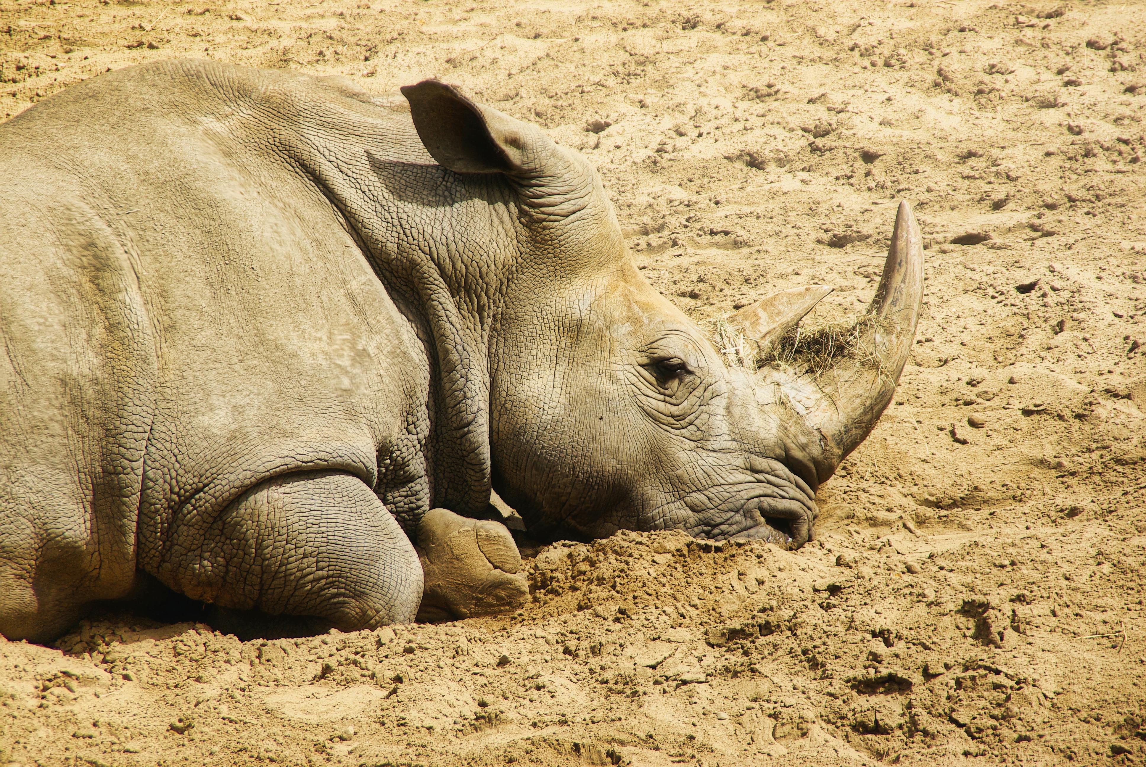 Dusty Beast Photos, Download The BEST Free Dusty Beast Stock Photos ...