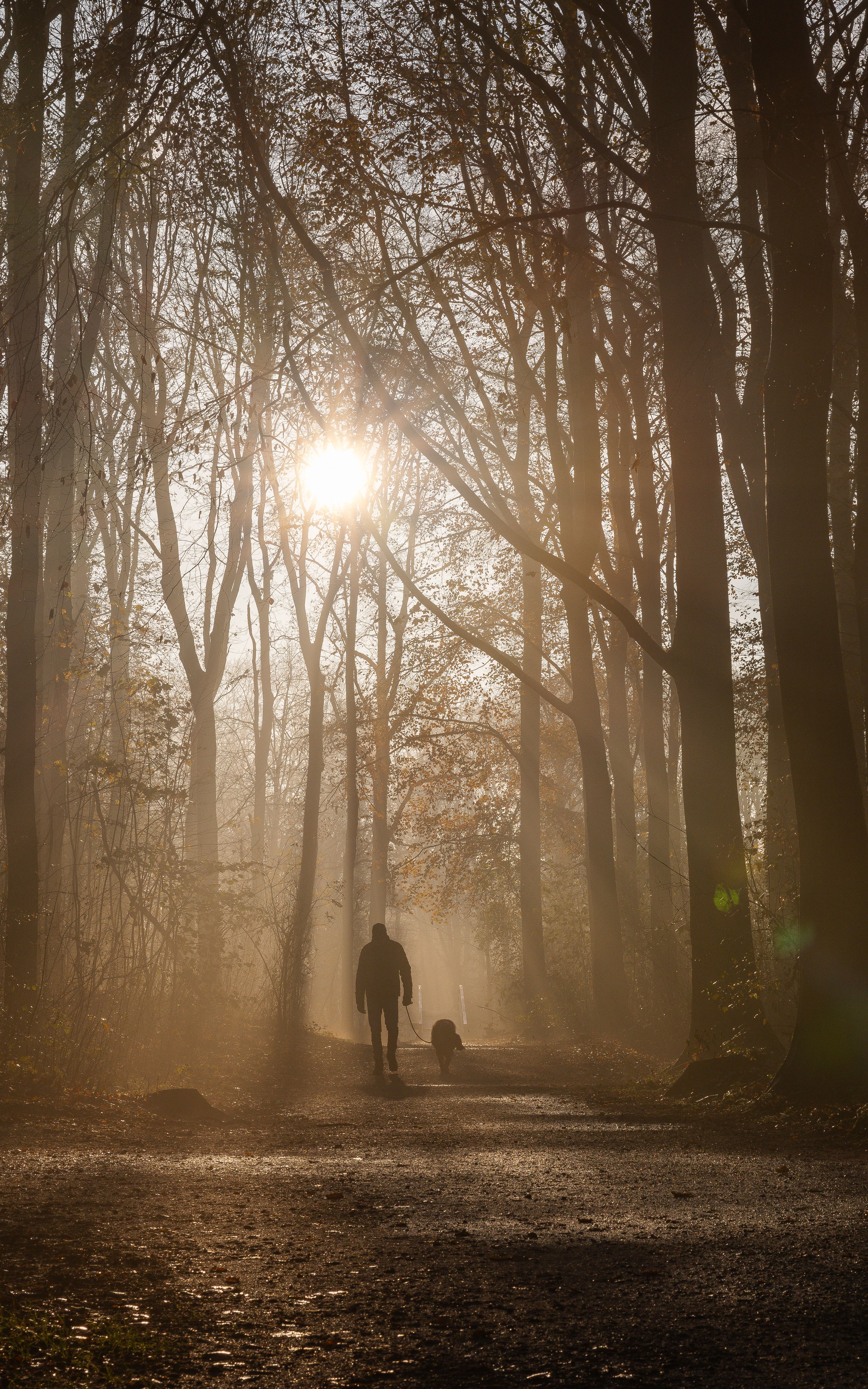 Sunset Sunlight over Man Walking Dog in Forest · Free Stock Photo