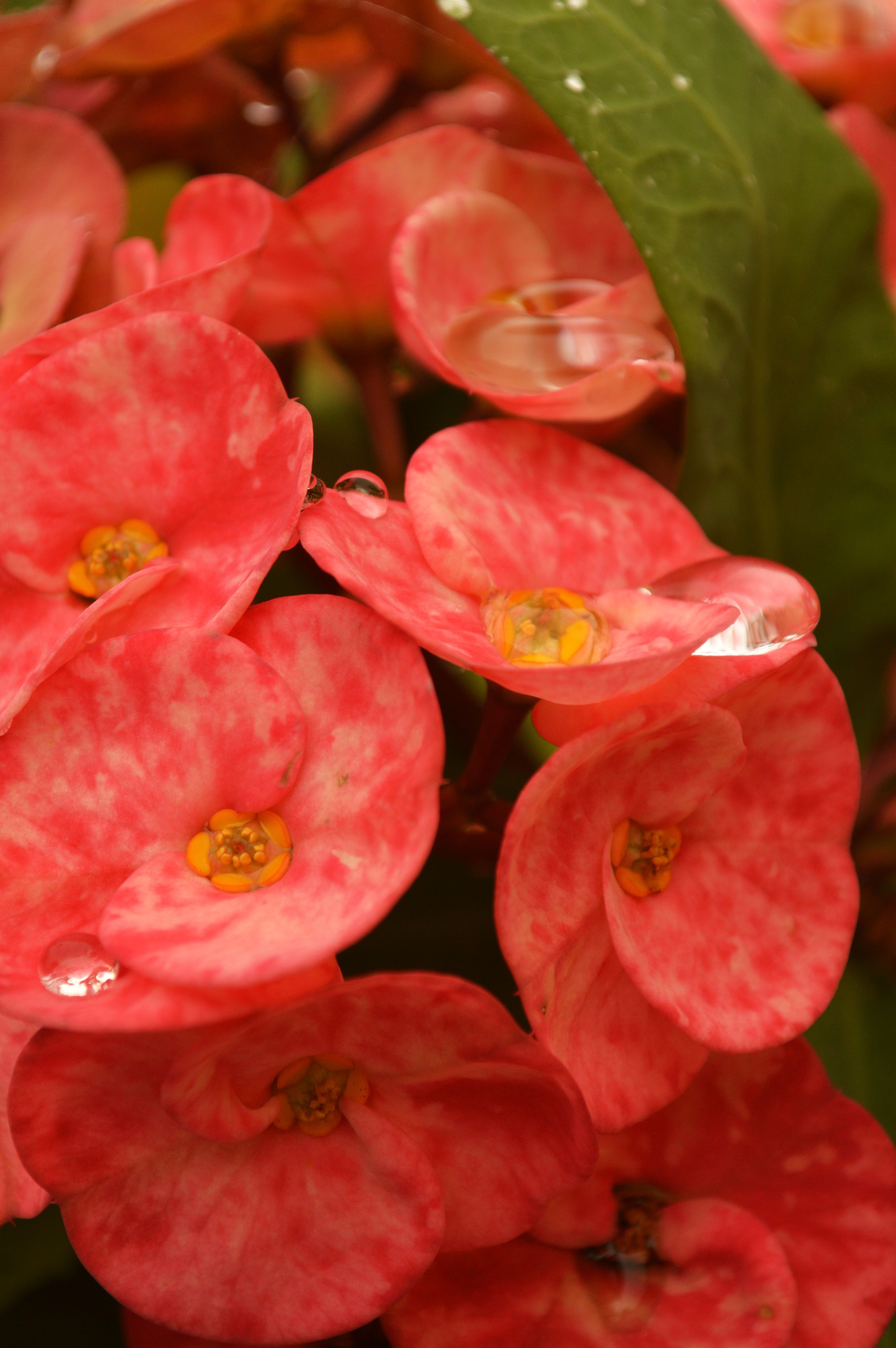 Red Mandarin Photos Download The Best Free Red Mandarin Stock Photos