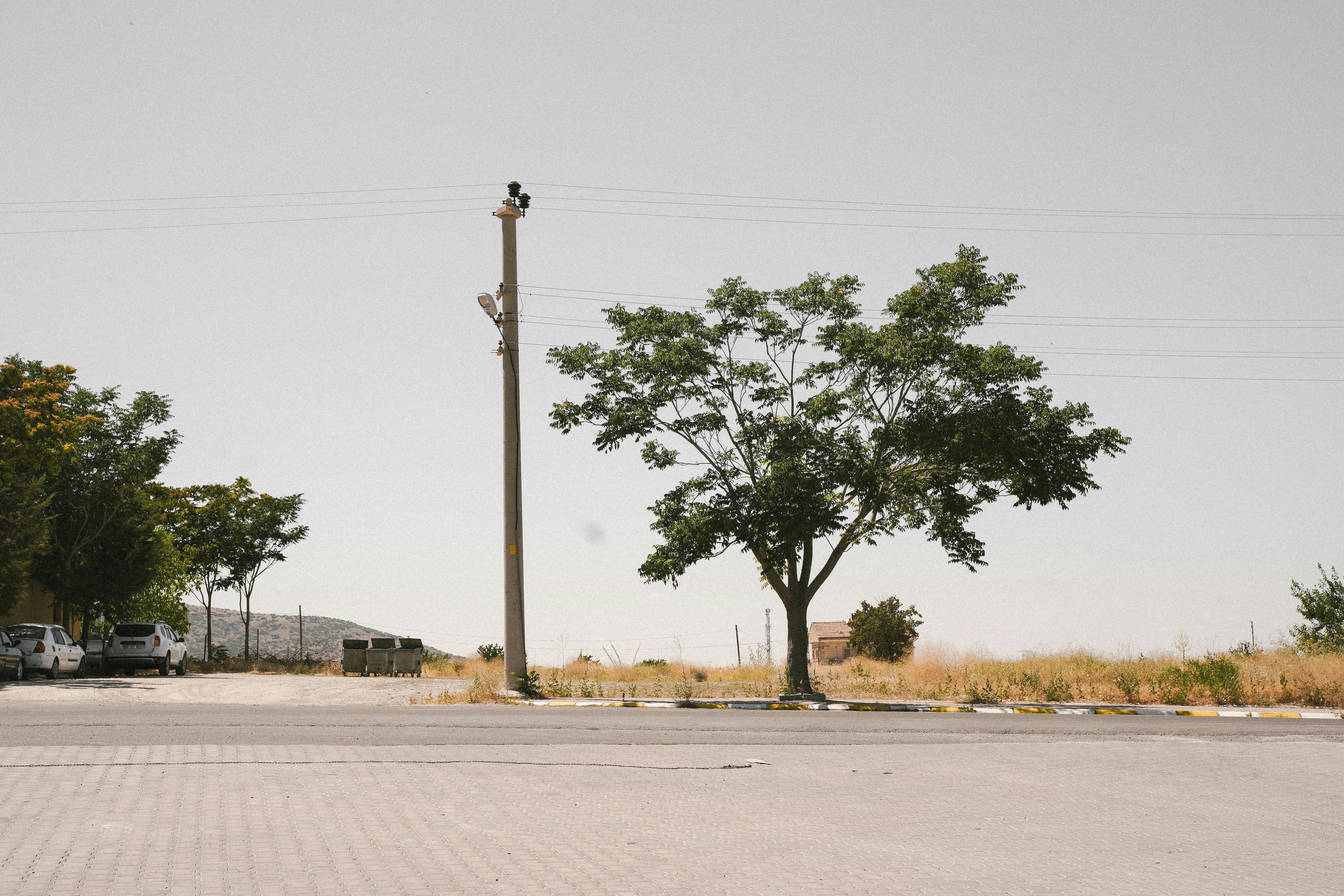 Tree and Utility Pole near Road in Countryside · Free Stock Photo