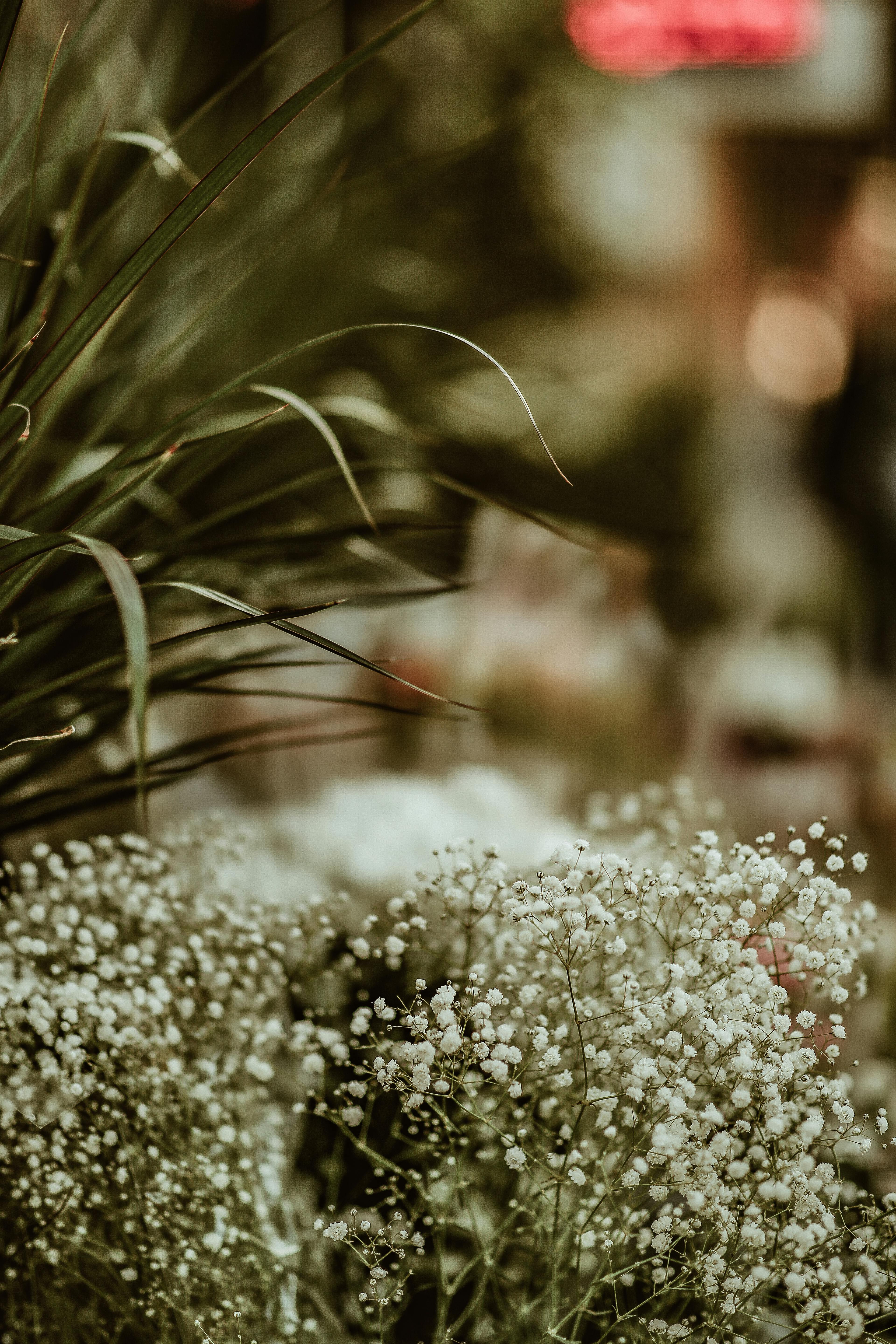 Gypsophila and Grass · Free Stock Photo
