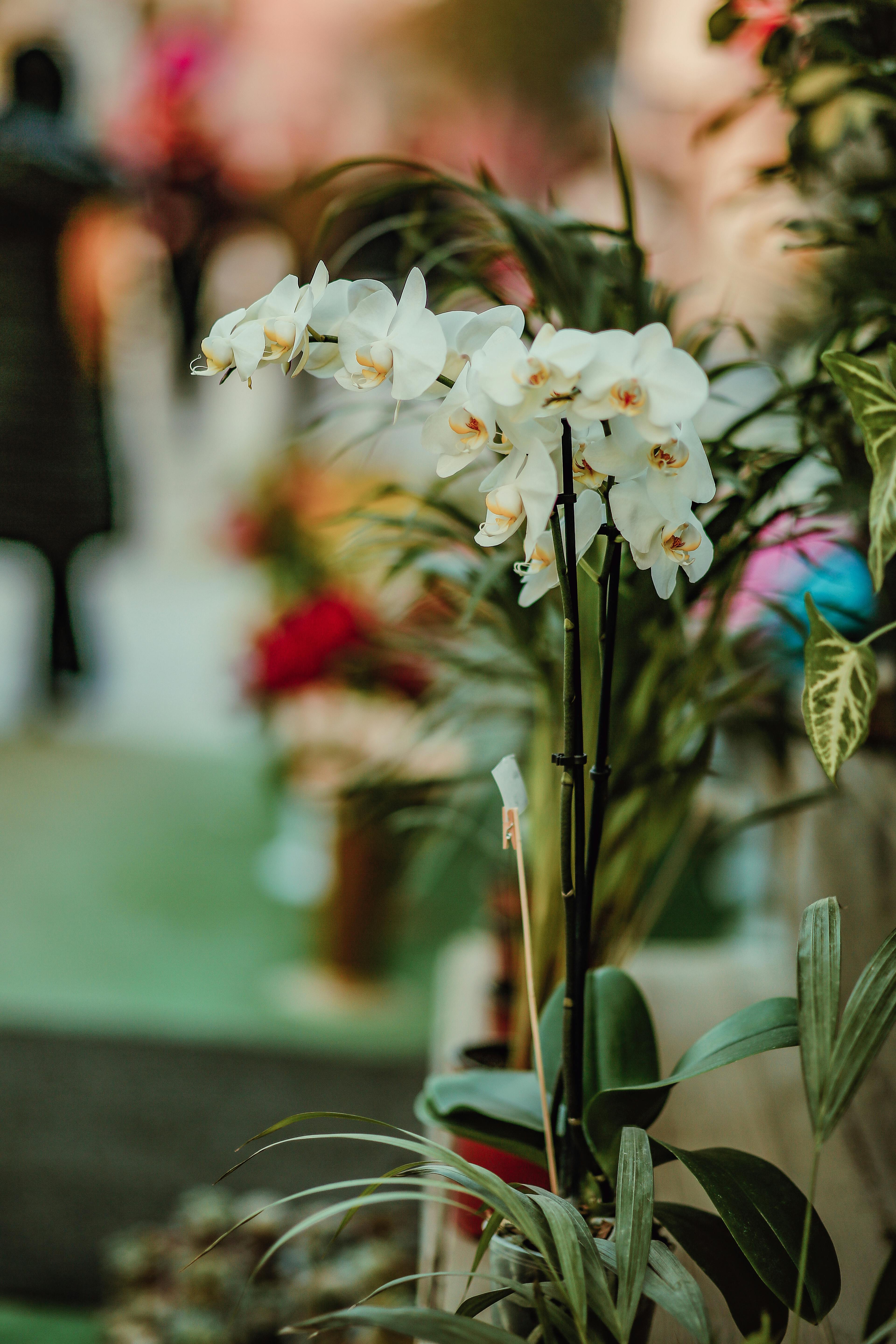 A White Orchid Standing among Other Plants · Free Stock Photo