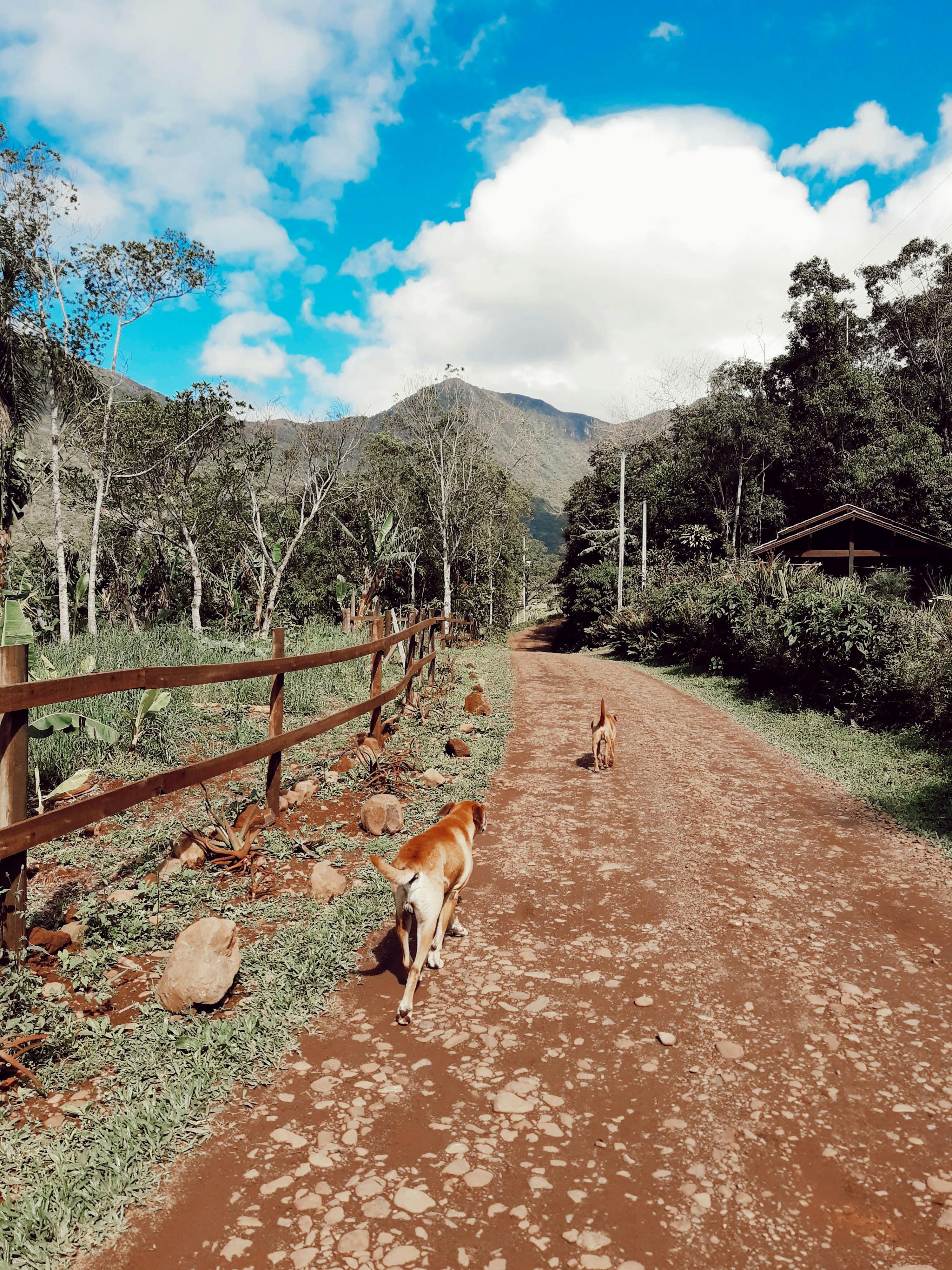 Foto de stock gratuita sobre caminando, camino de tierra, dog, dogs ...