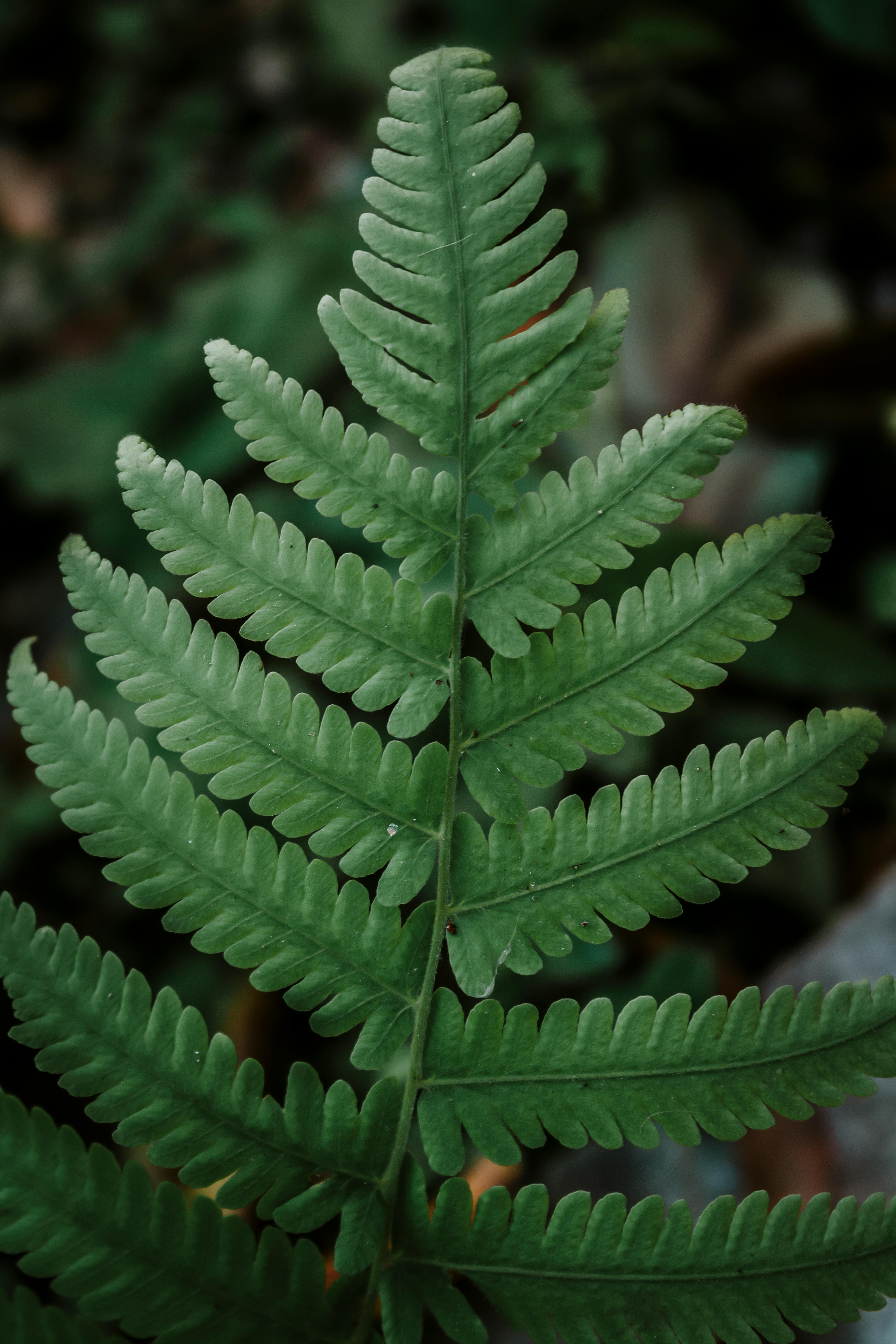 A fern leaf is shown in this photo · Free Stock Photo