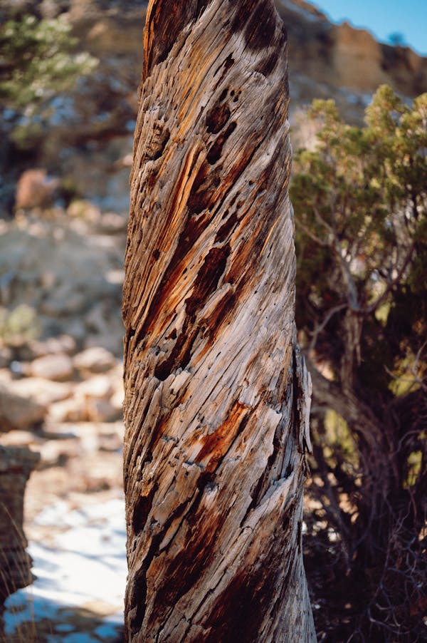 Gnarled Tree Trunk Photos, Download The BEST Free Gnarled Tree Trunk ...