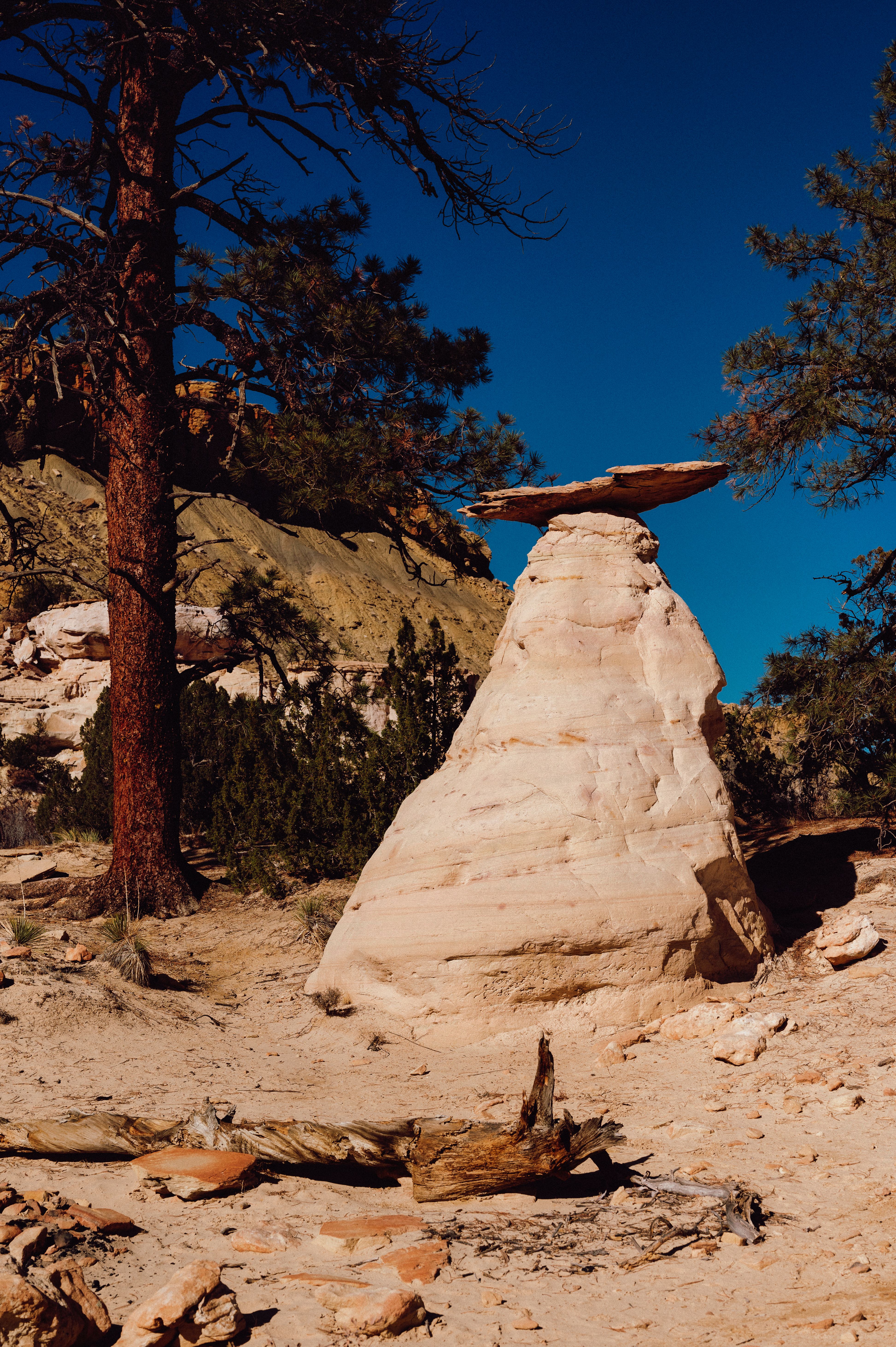 Sandstone Boulder by Tree · Free Stock Photo