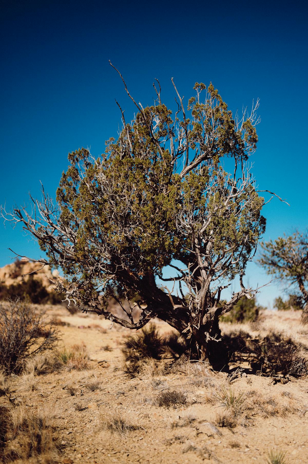 Juniper Photos, Download The BEST Free Juniper Stock Photos & HD Images