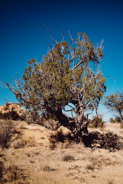 Juniper Photos, Download The BEST Free Juniper Stock Photos & HD Images