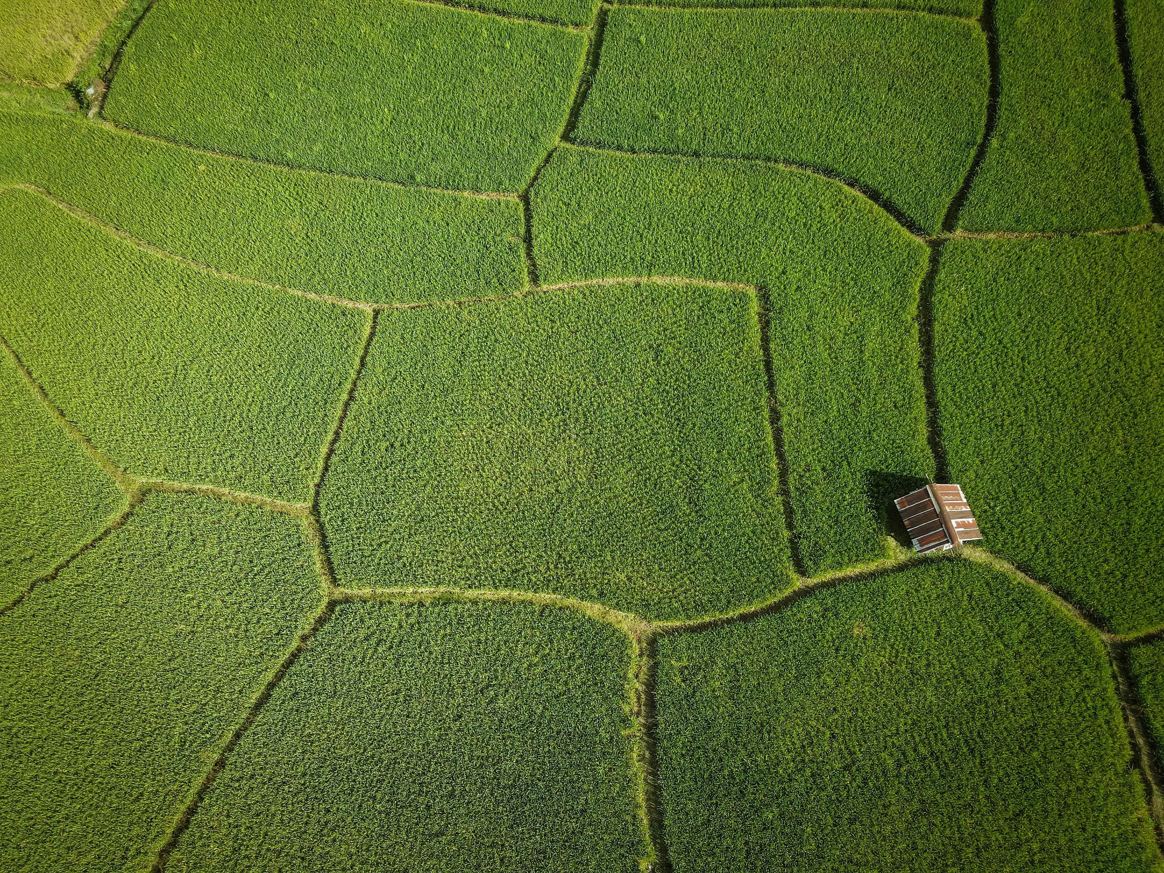 Green, Rice Fields · Free Stock Photo