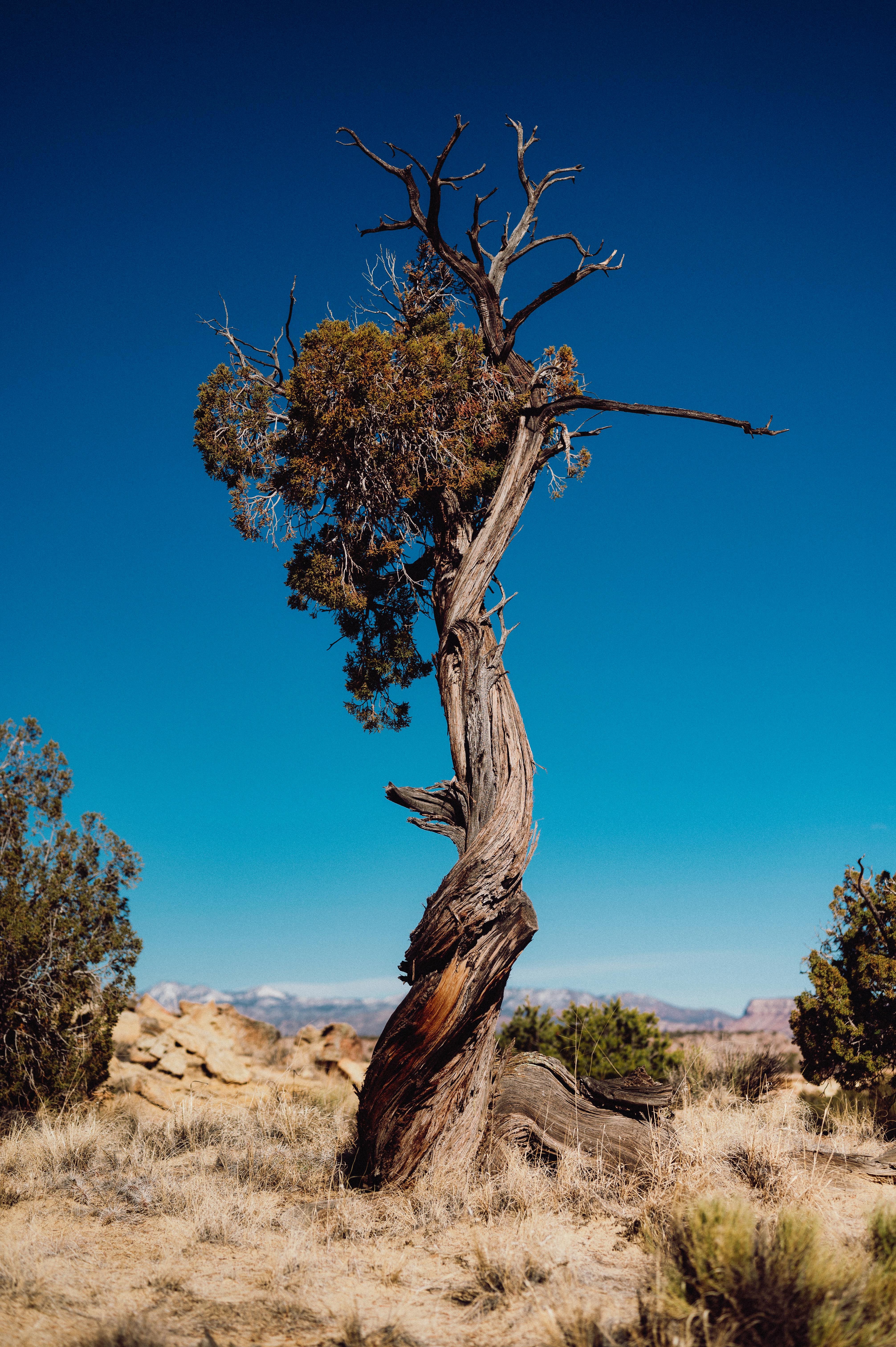 Juniper Photos, Download The BEST Free Juniper Stock Photos & HD Images