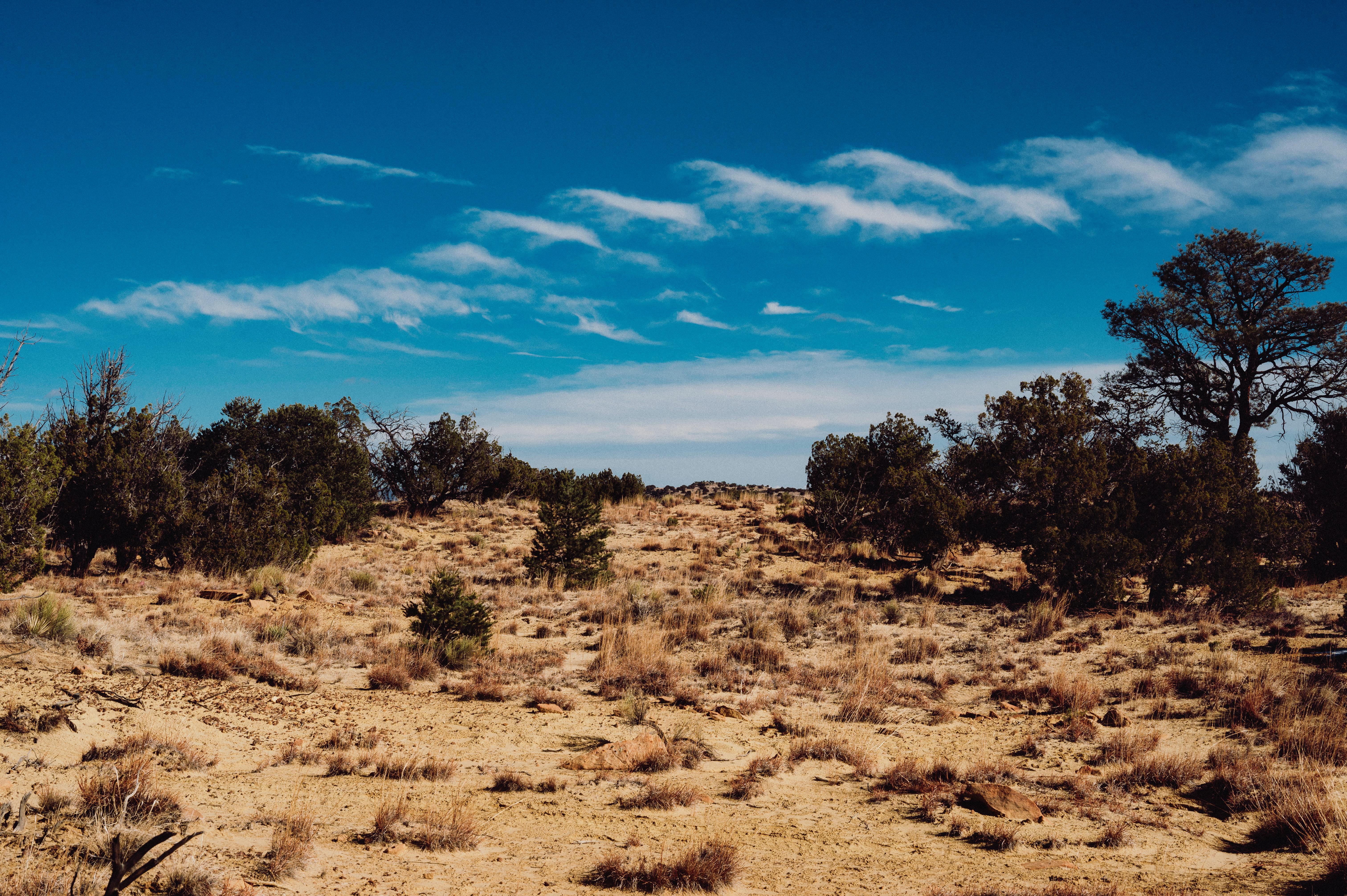 Bushes in Arid Landscape · Free Stock Photo