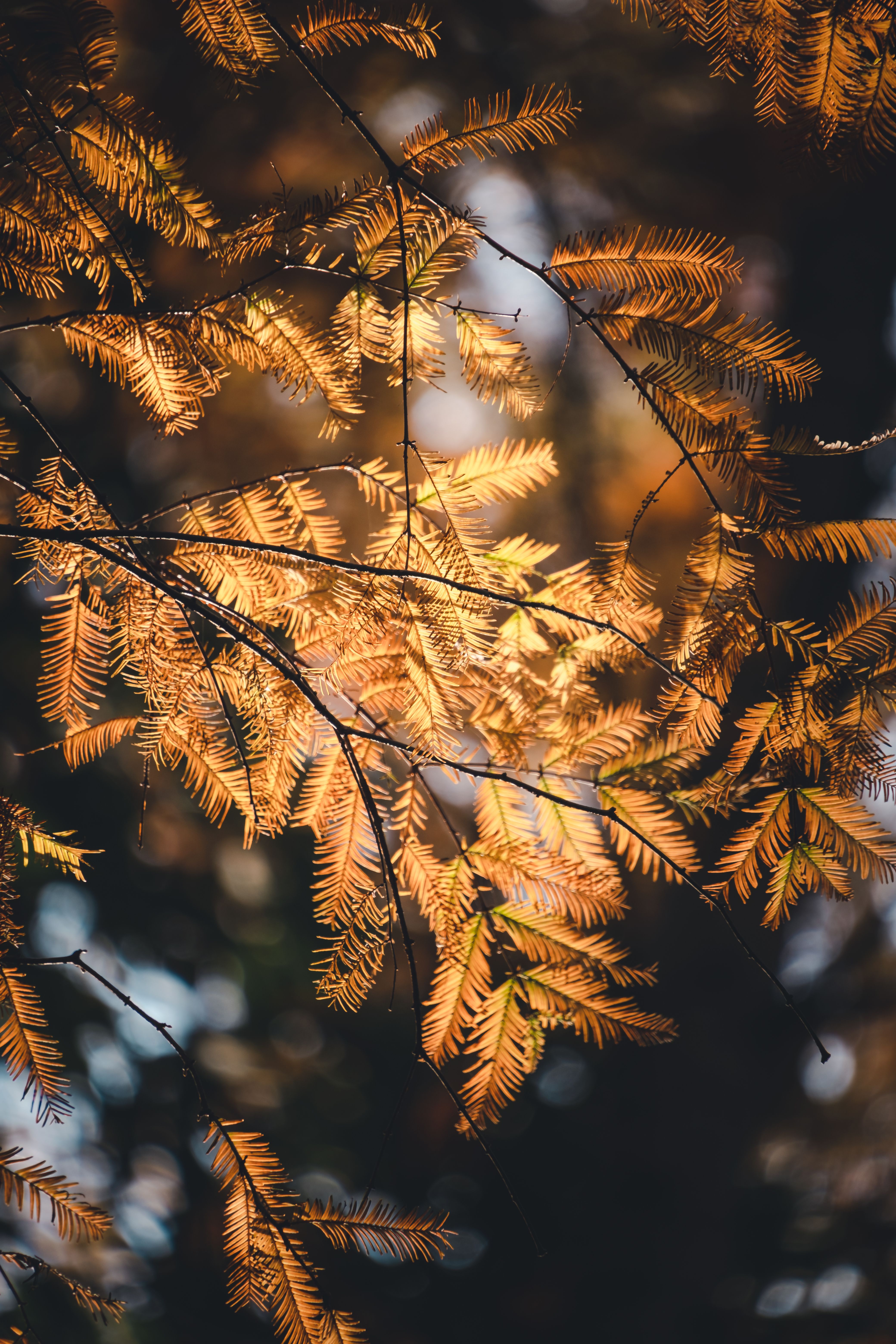 Close-up of Dawn Redwood Branches in Autumn · Free Stock Photo