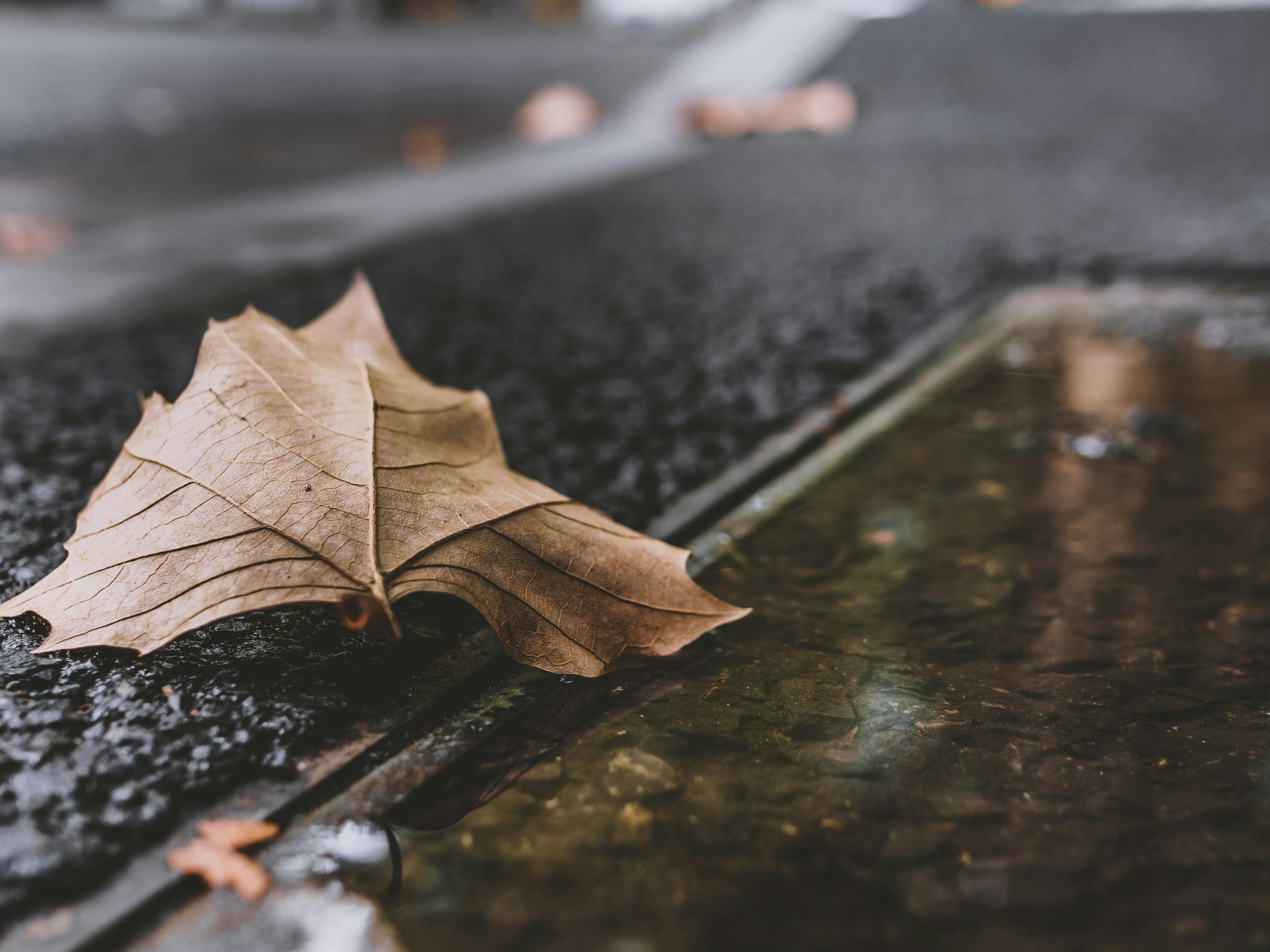 Brown Dry Leaf on Black Soil · Free Stock Photo