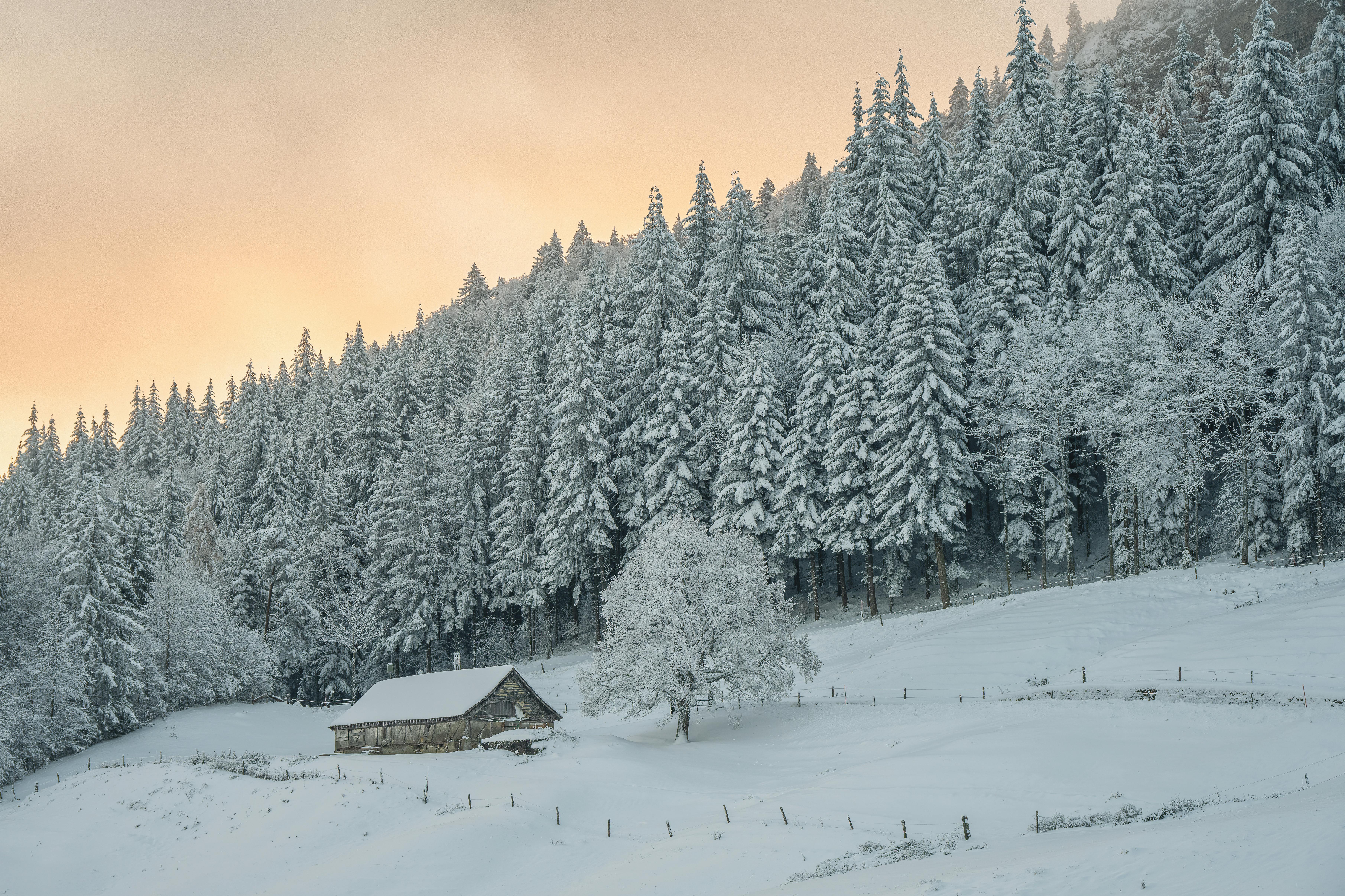 Building near Forest in Snow at Sunset · Free Stock Photo