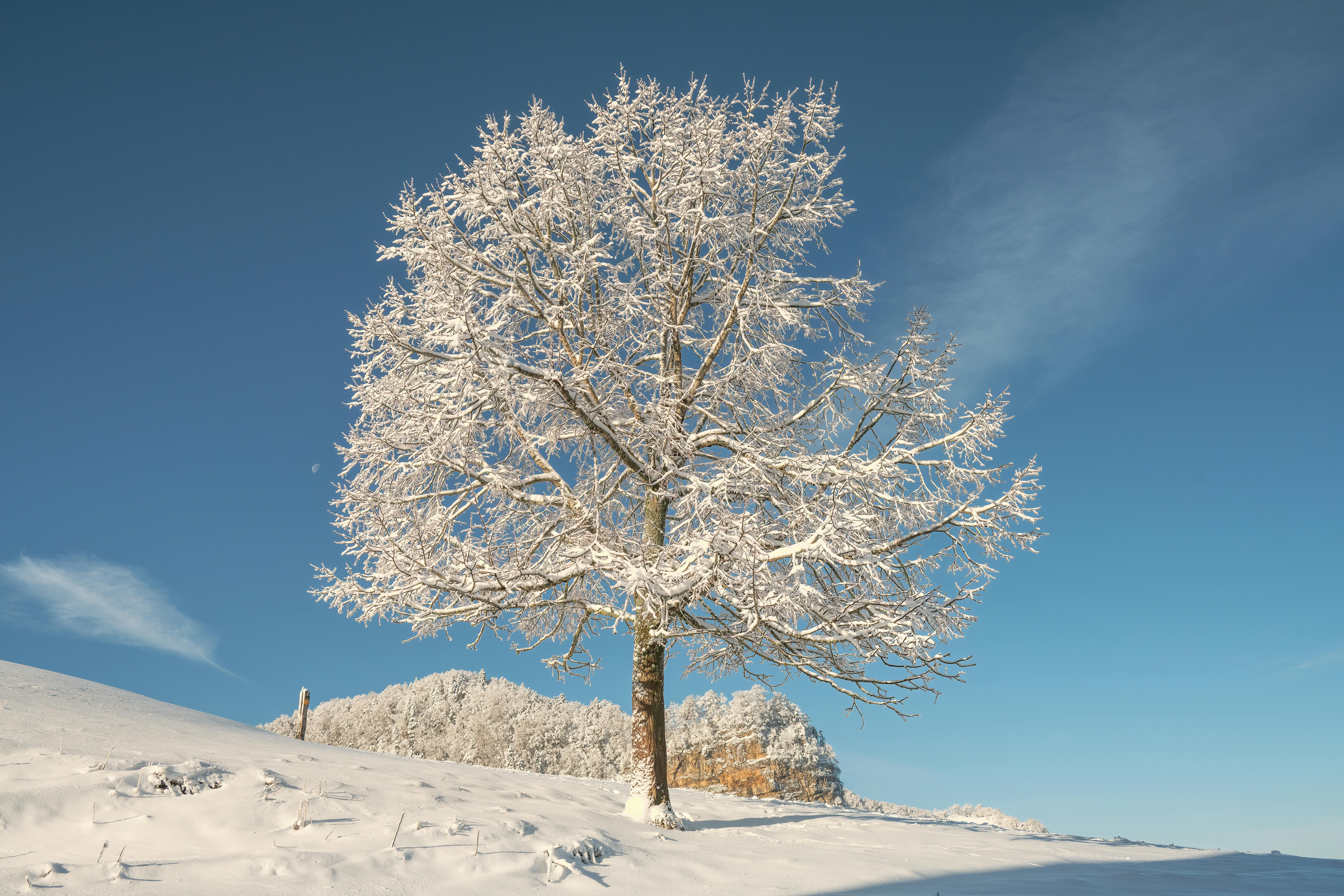 Single Tree in Snow · Free Stock Photo