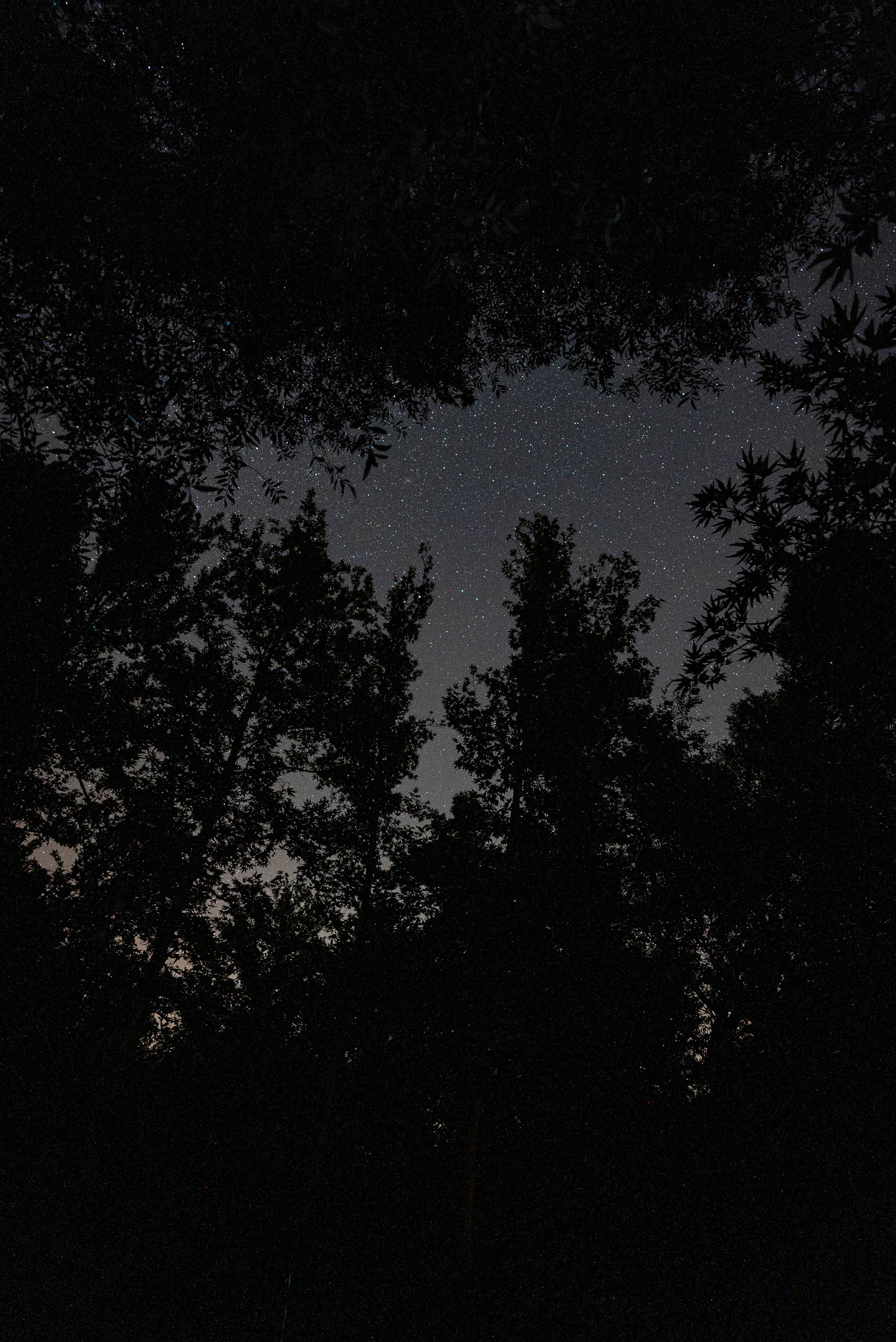 Silhouette of Trees during Night Time · Free Stock Photo