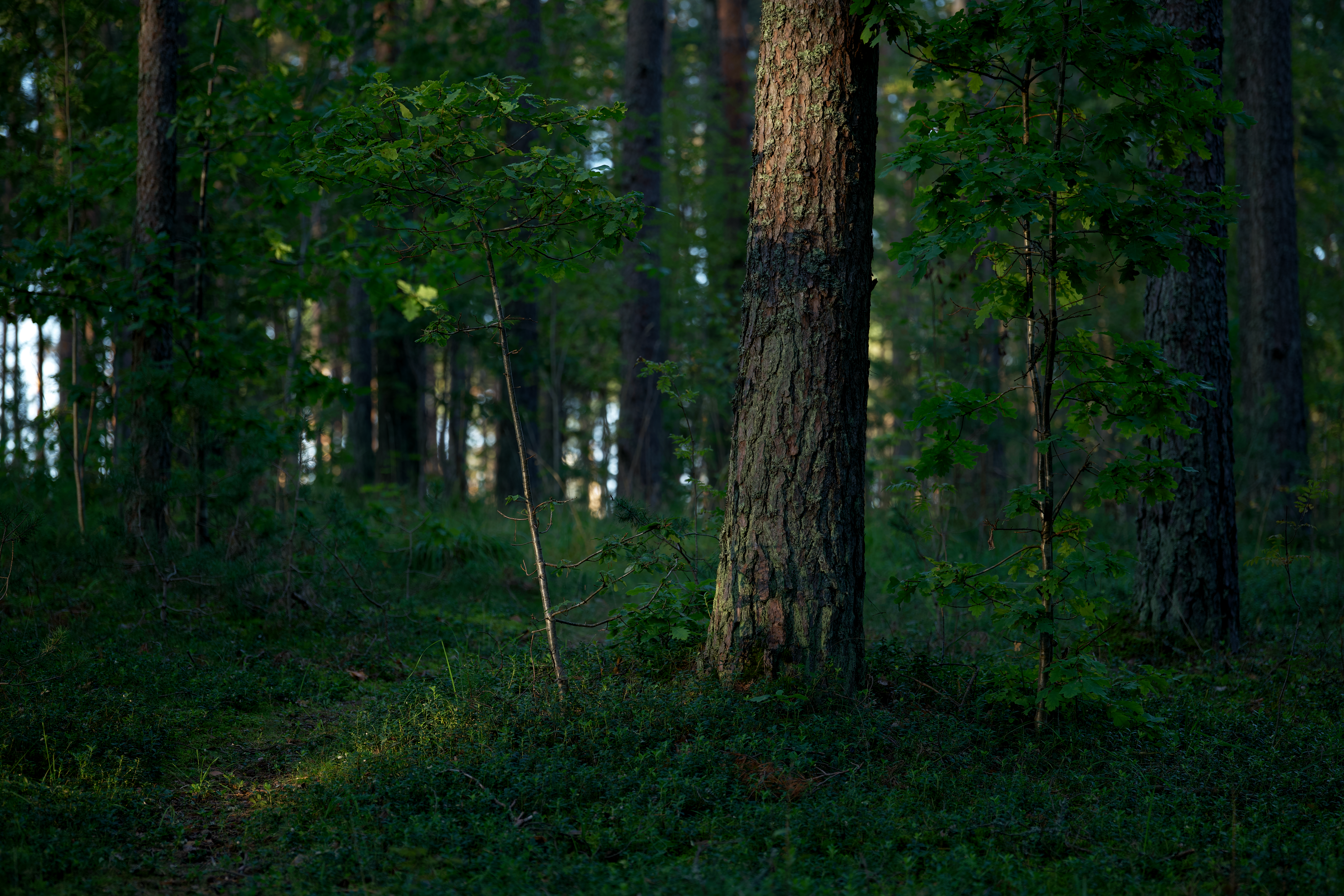 Close-up of a Tree in a Forest · Free Stock Photo