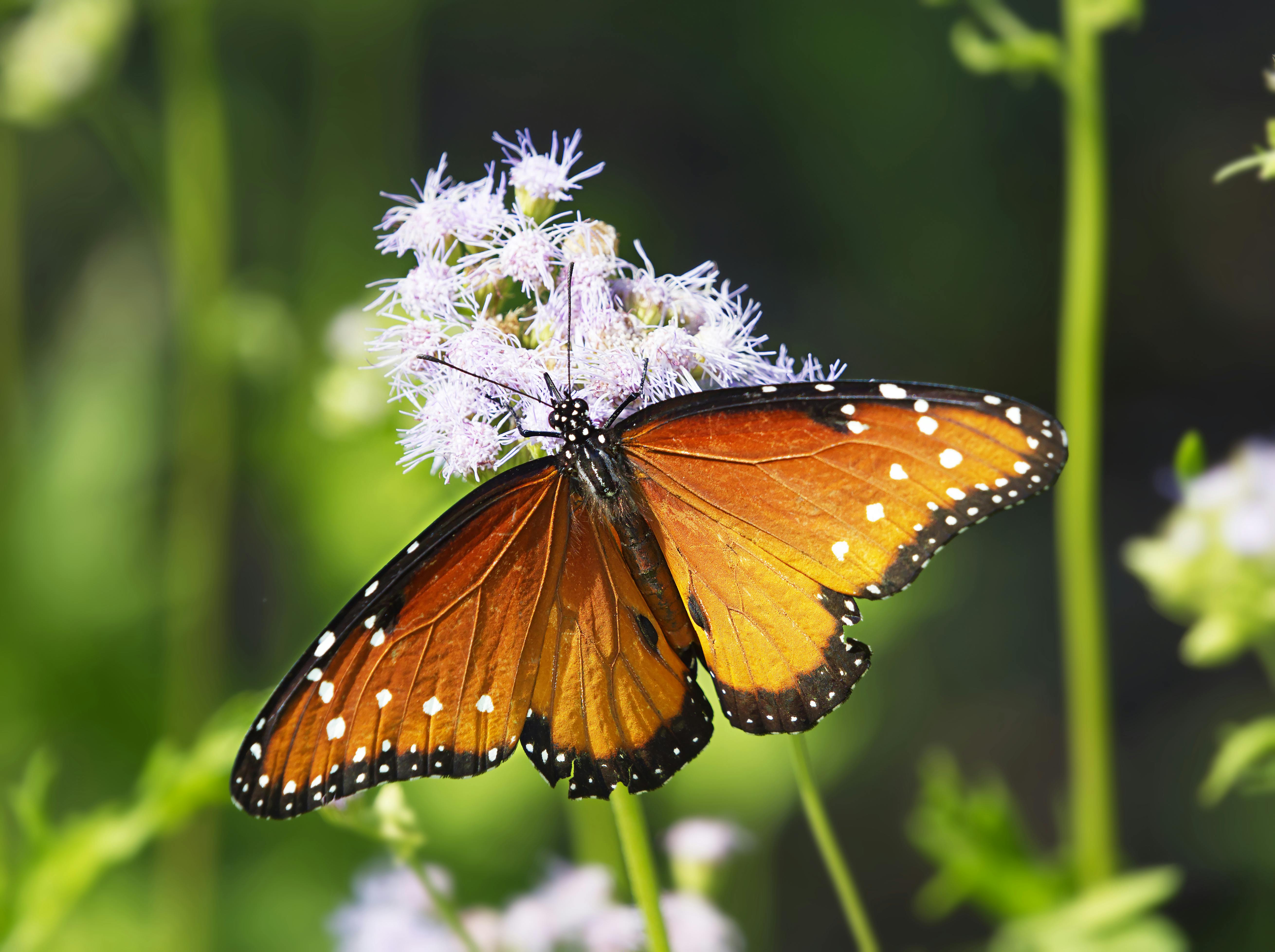 Orange Butterfly on Flower · Free Stock Photo