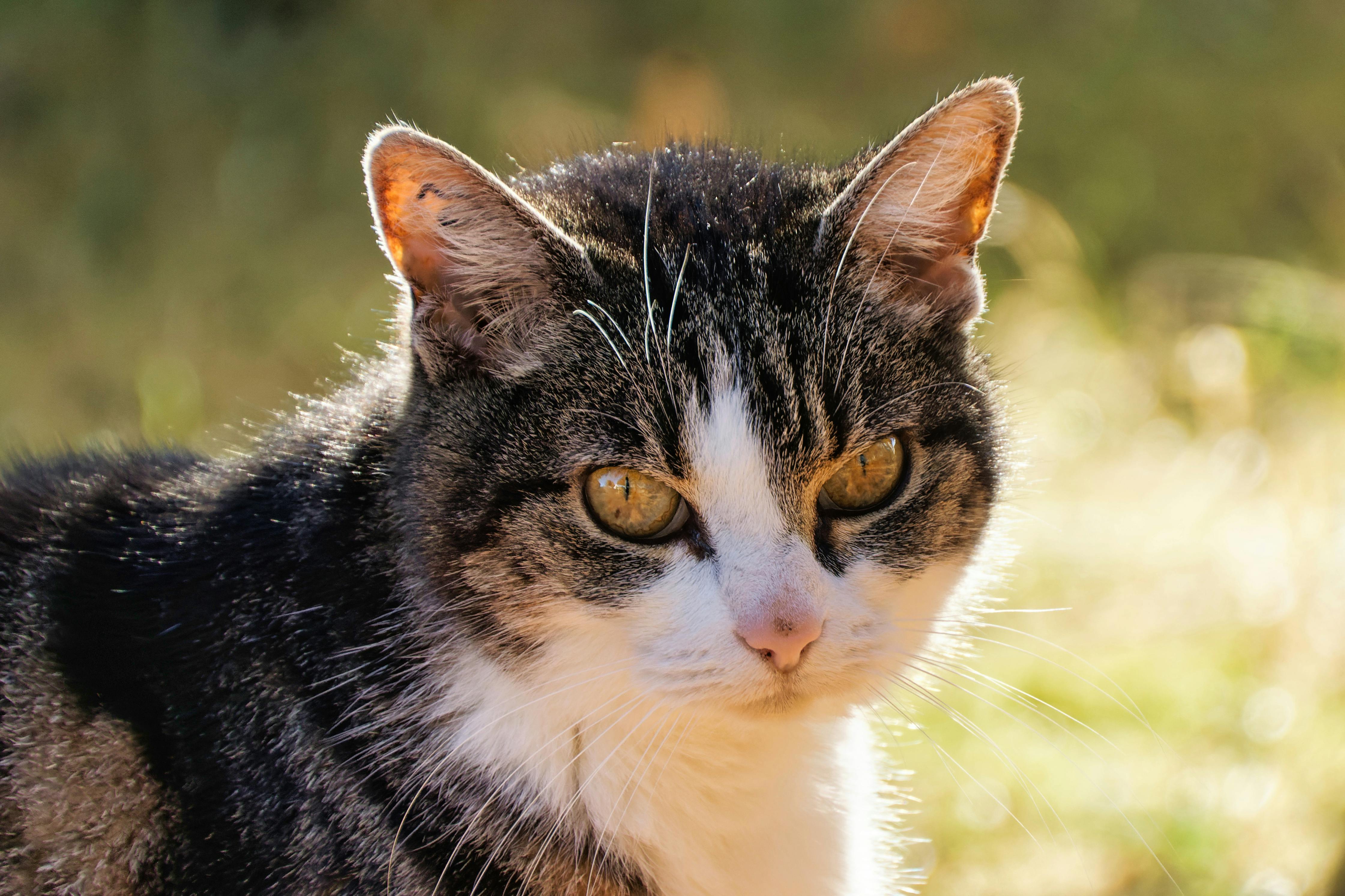 Photo gratuite de @extérieur, à fourrure, adorable, alerte, animal de ...