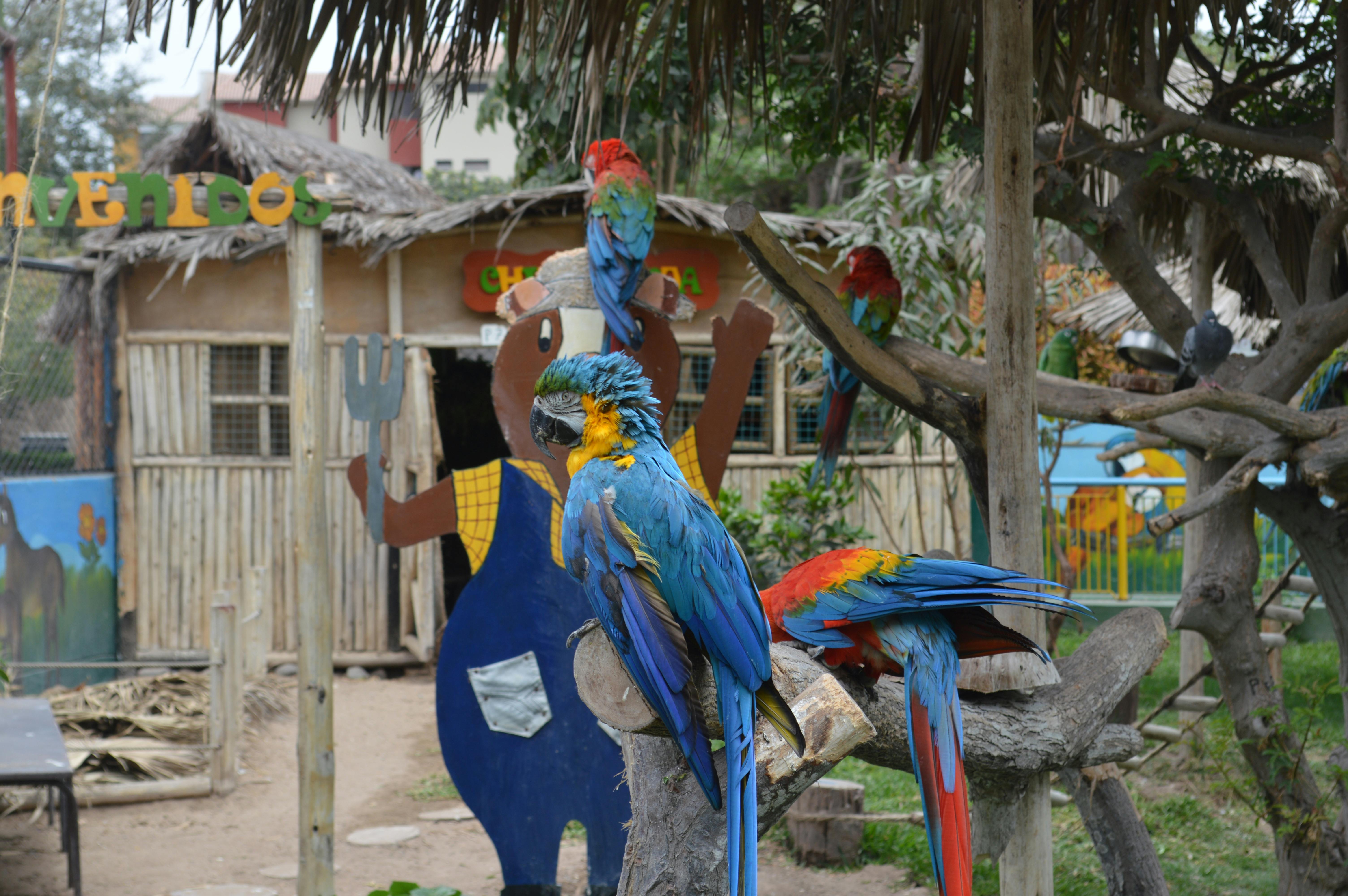 Free stock photo of Papagallo