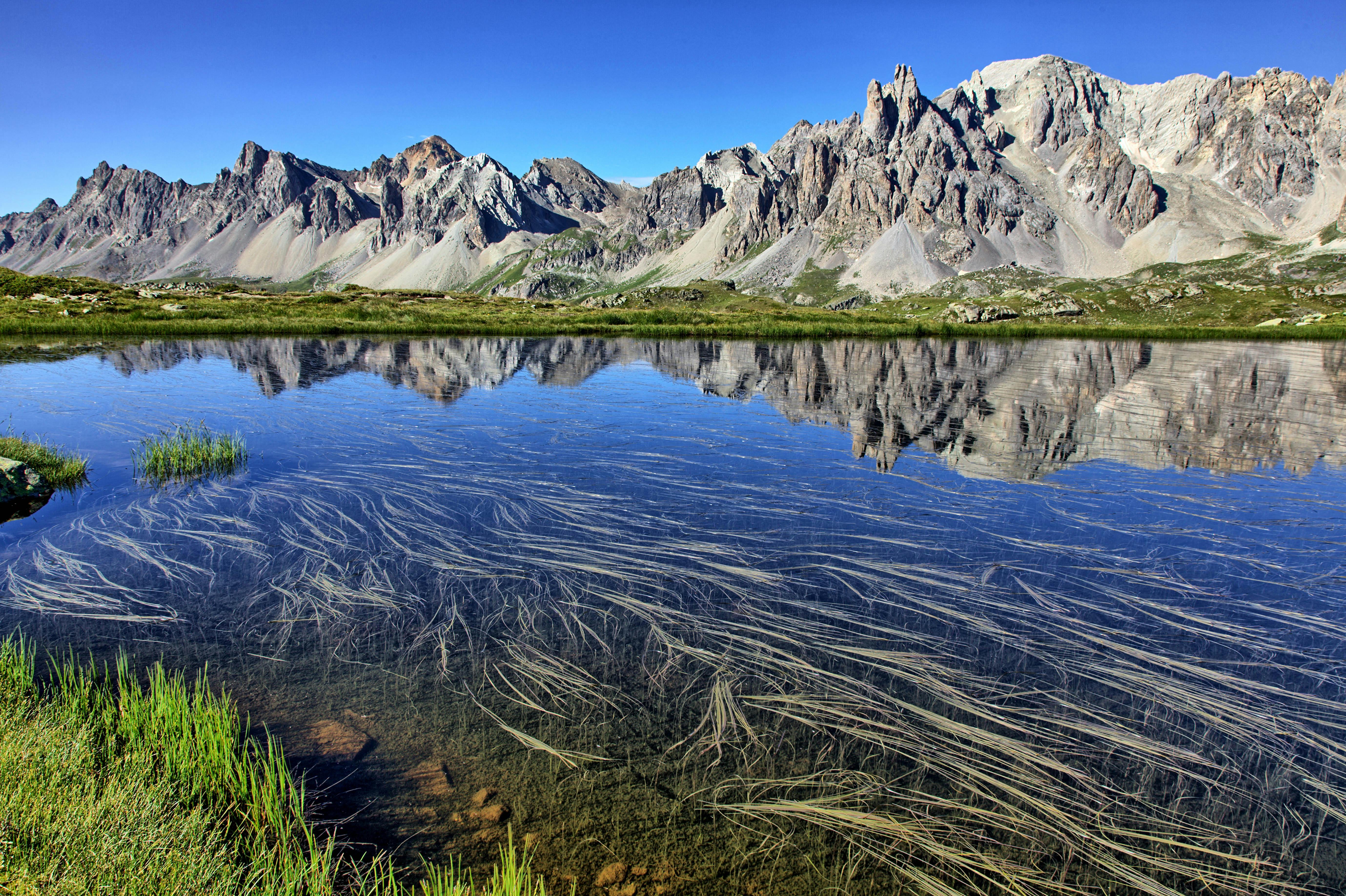 Rushes in Lake in Mountains · Free Stock Photo