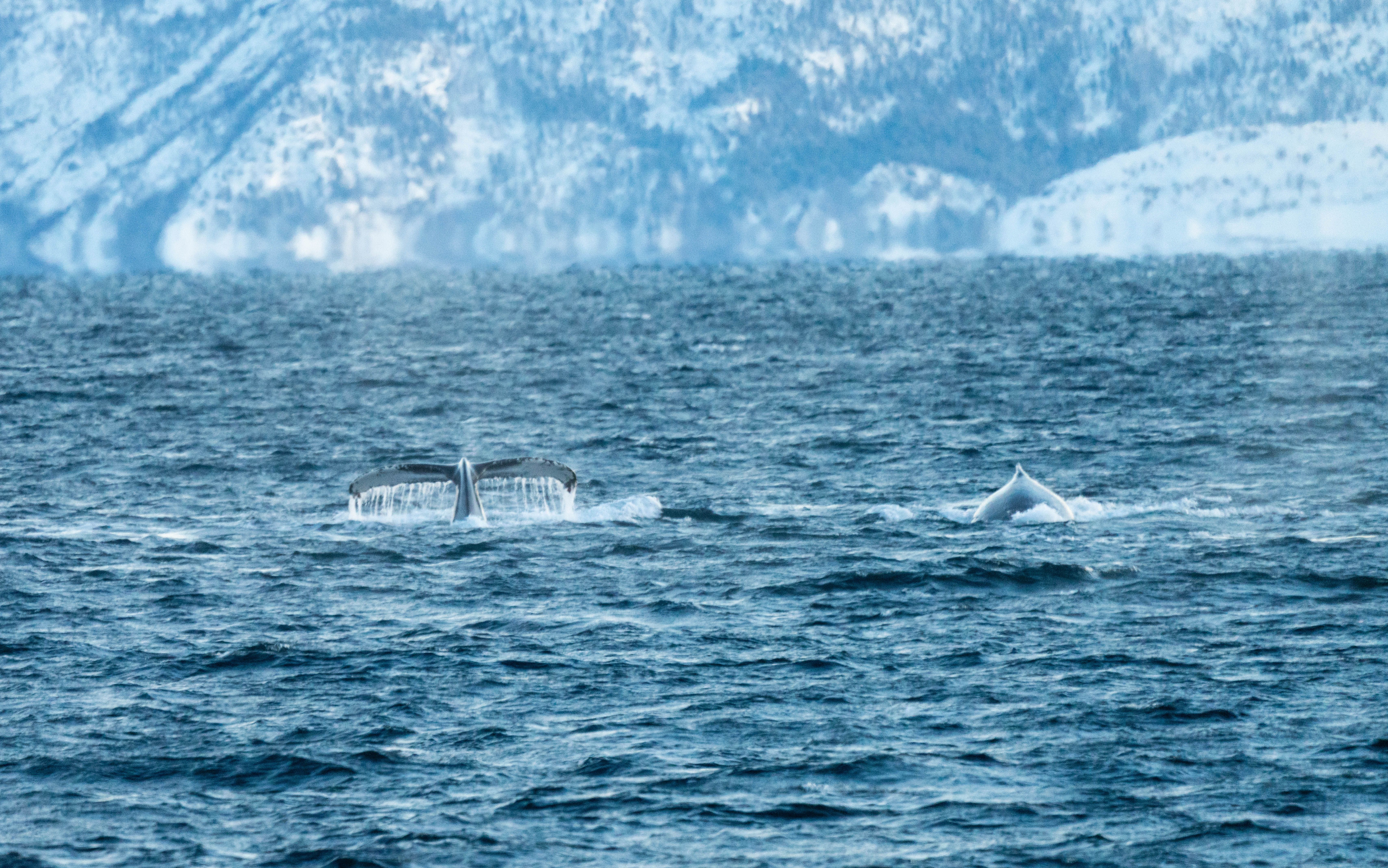 Whale Swimming in the Ocean near a Shore Covered in Snow · Free Stock Photo