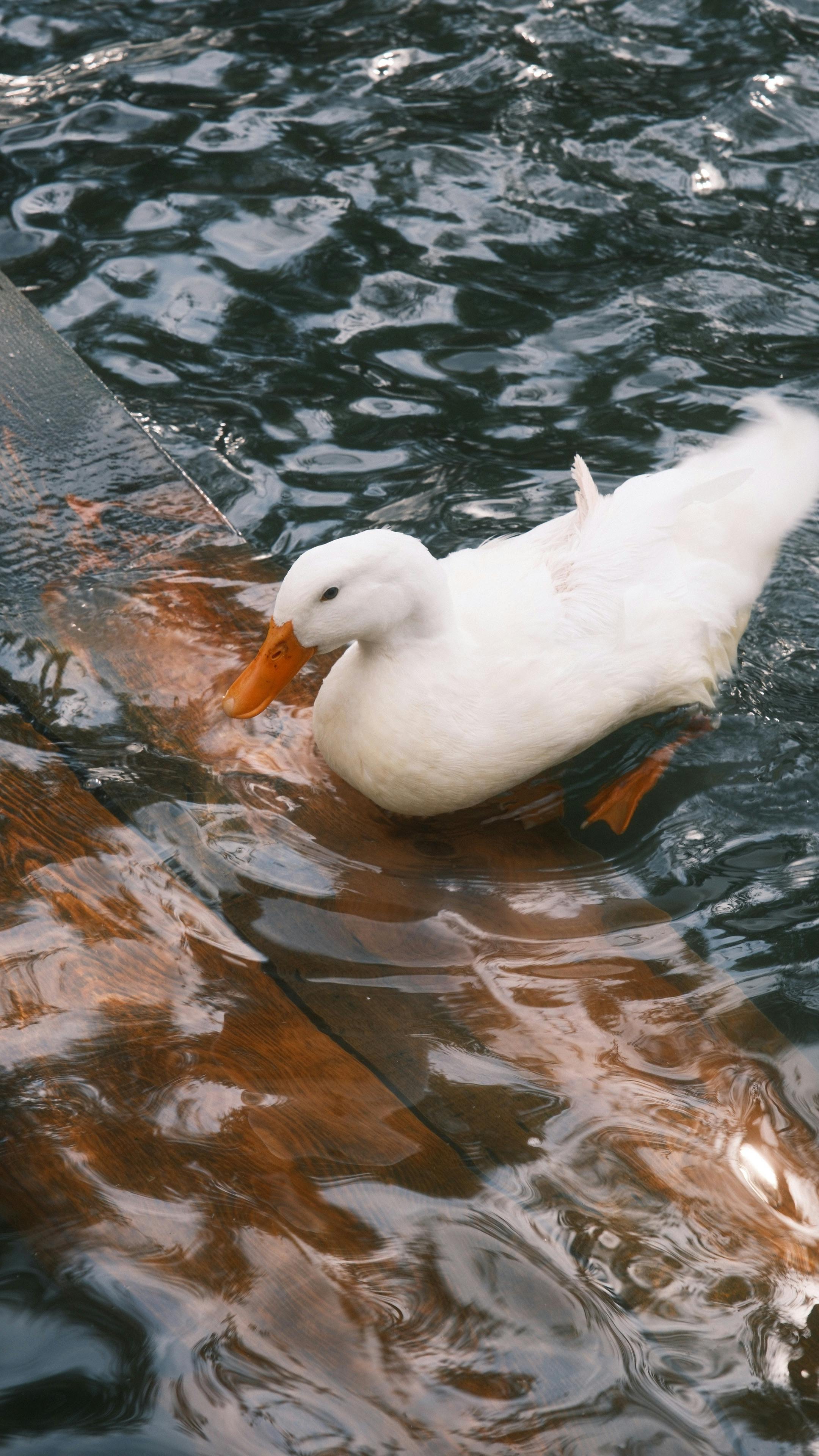 Aesthetic Duck Photos, Download The BEST Free Aesthetic Duck Stock ...