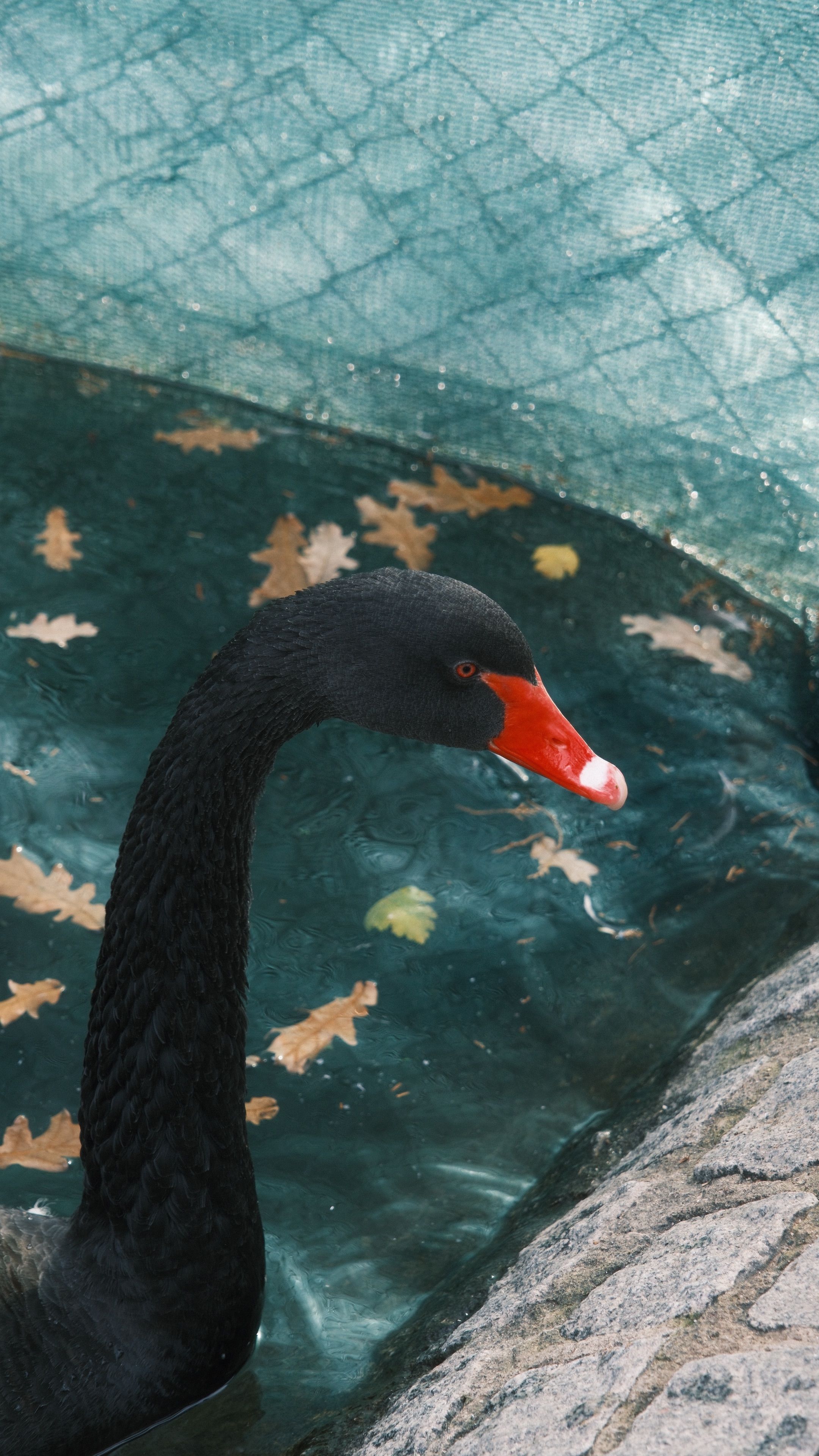 Black Swan Head · Free Stock Photo