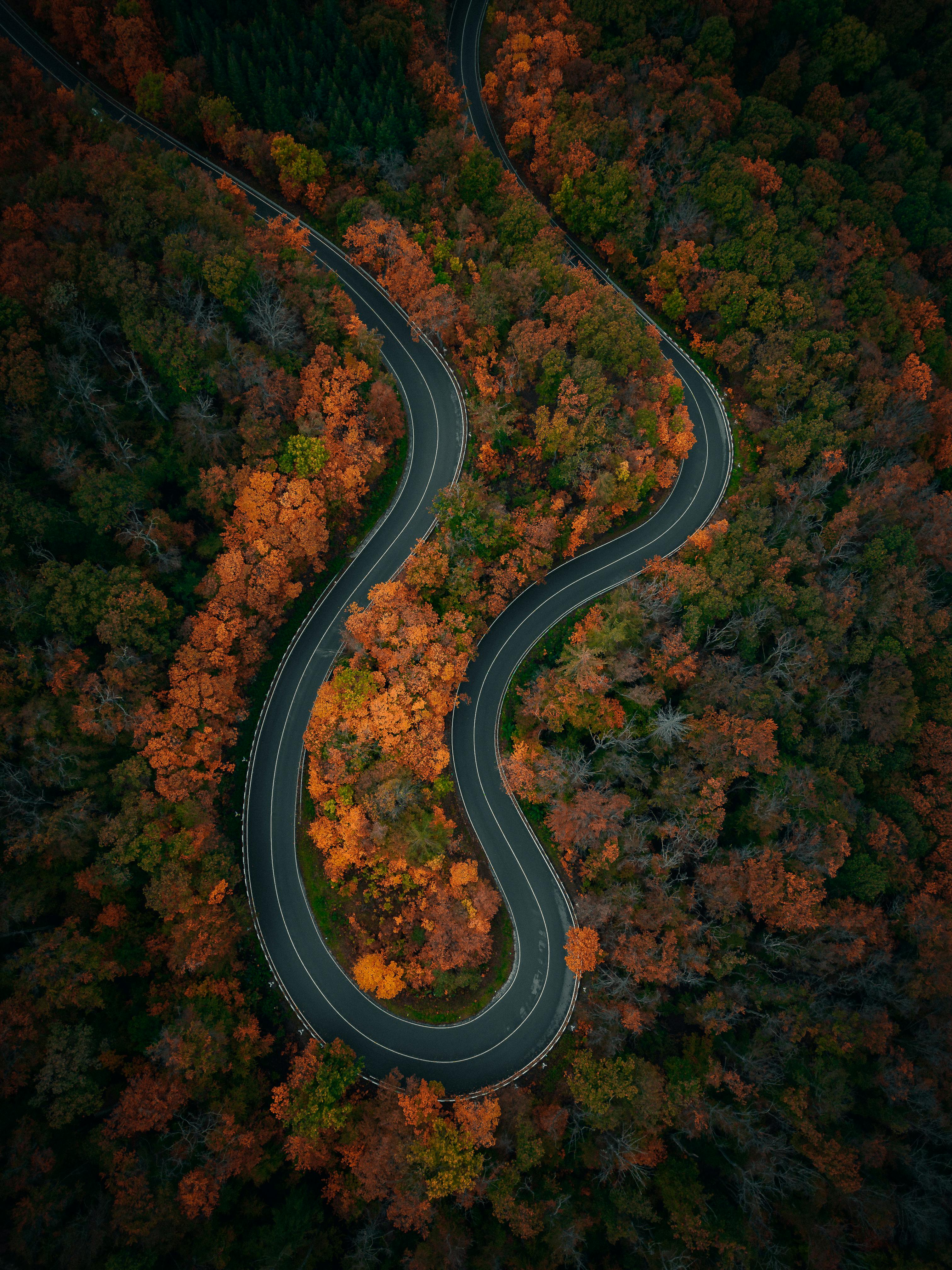 Sepia Photography of Asphalt Road in Between Trees · Free Stock Photo