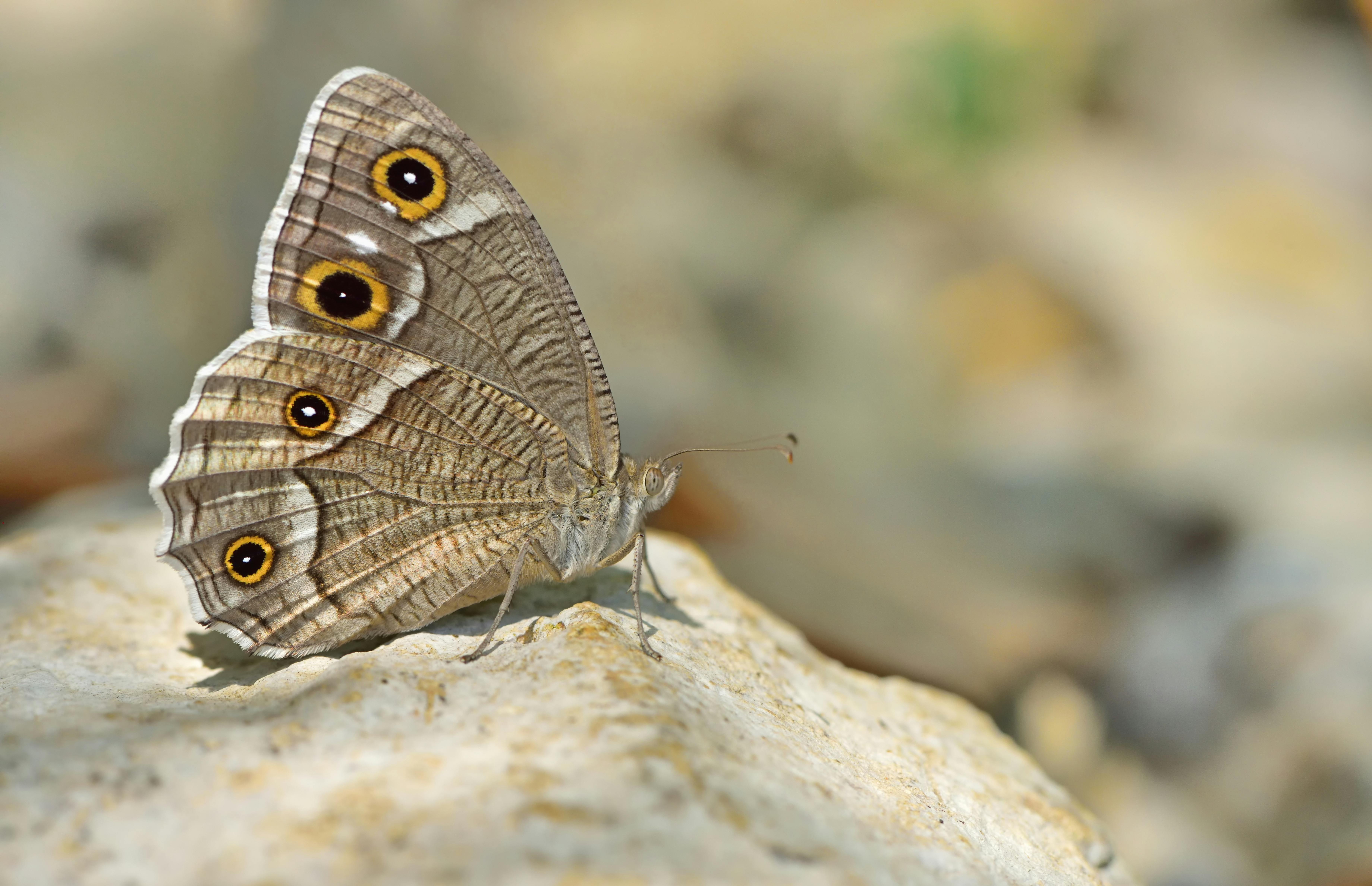 Valensiya S Photos, Download The BEST Free Valensiya S Stock Photos ...