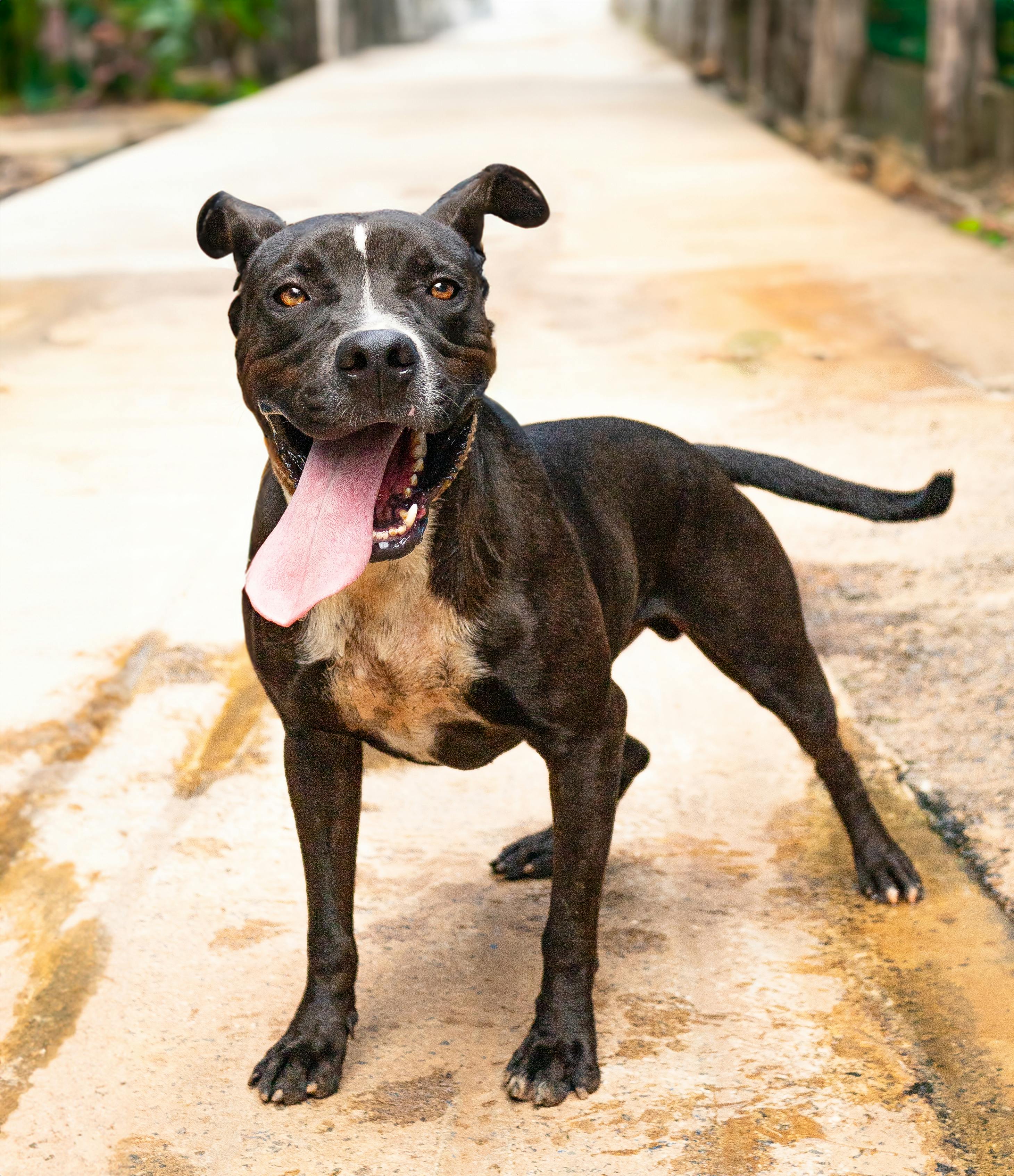 Pitbull Dog on Grass · Free Stock Photo