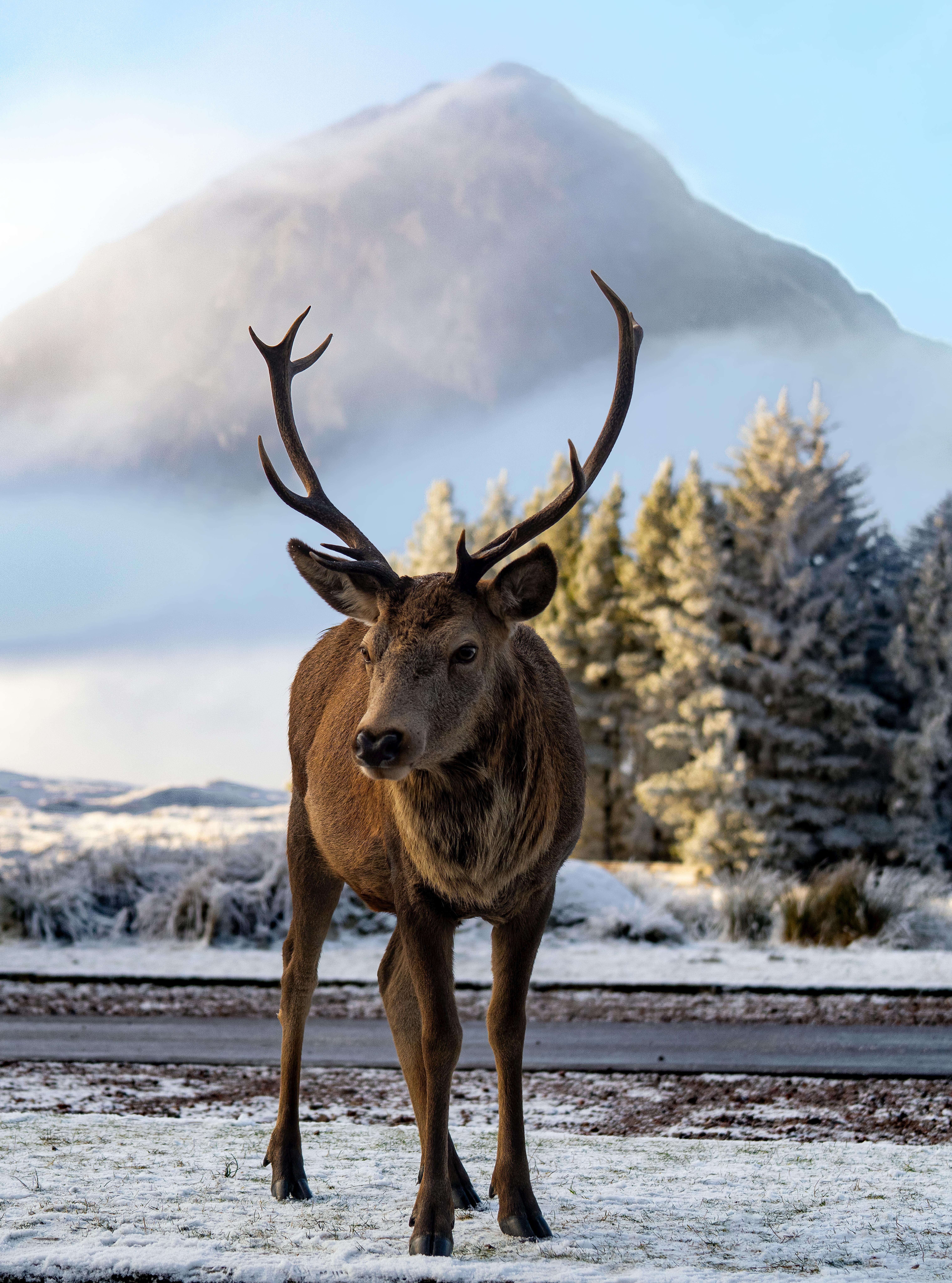 Reindeer in Nature · Free Stock Photo