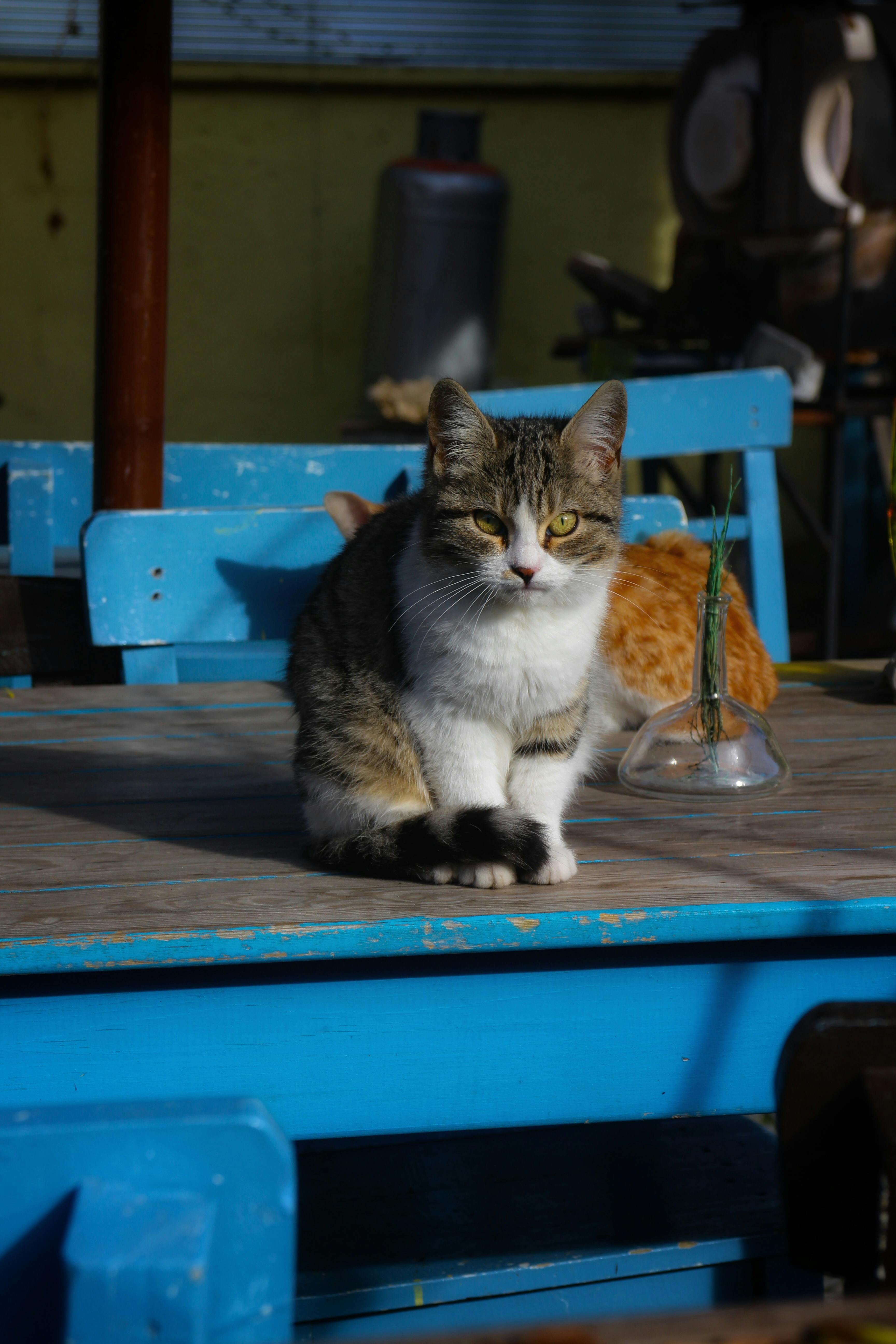 Angry Cat on a Blue Table · Free Stock Photo