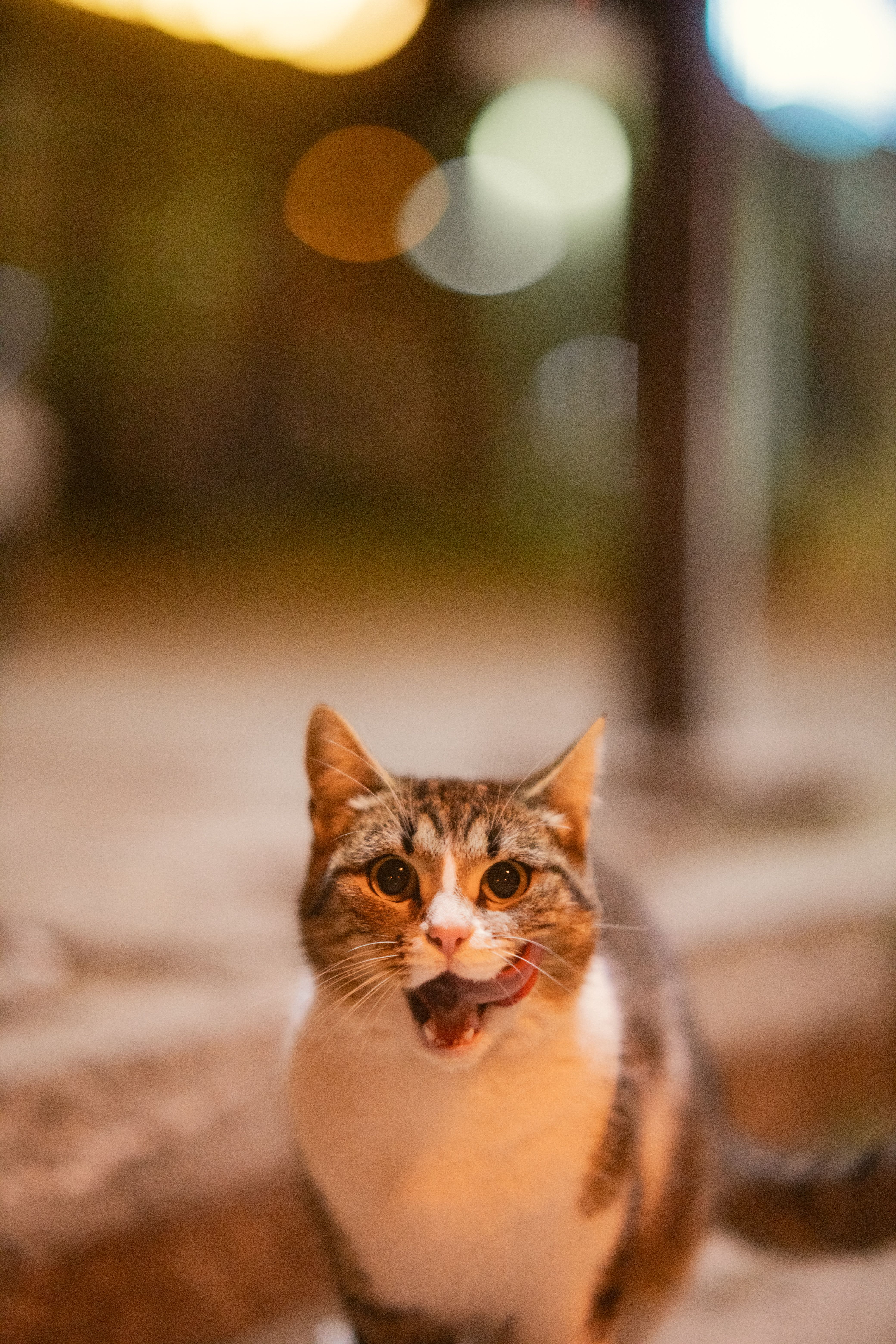 Short-fur Brown Cat Close-up Photography · Free Stock Photo