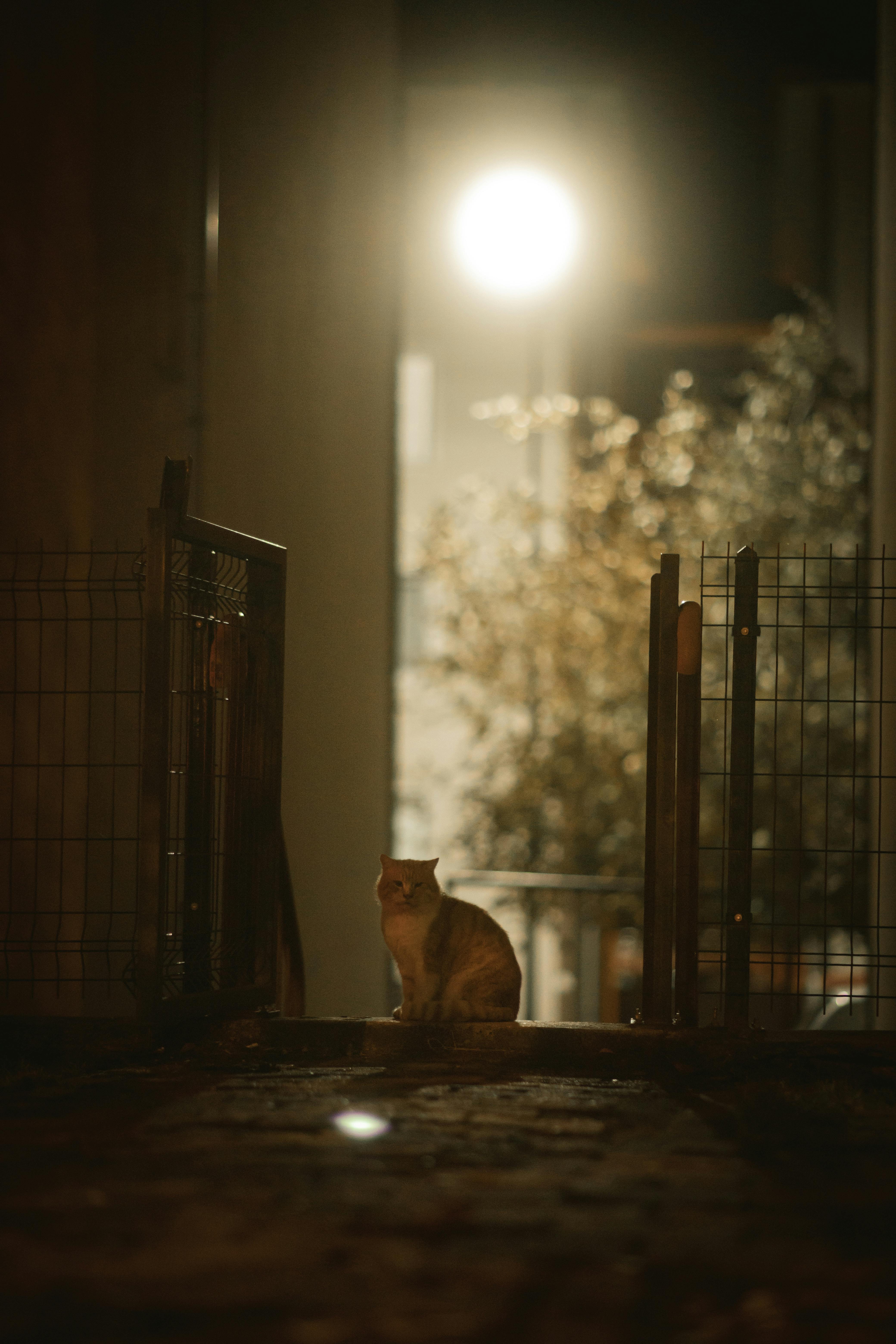 Cat Night Photos, Download The BEST Free Cat Night Stock Photos & HD Images