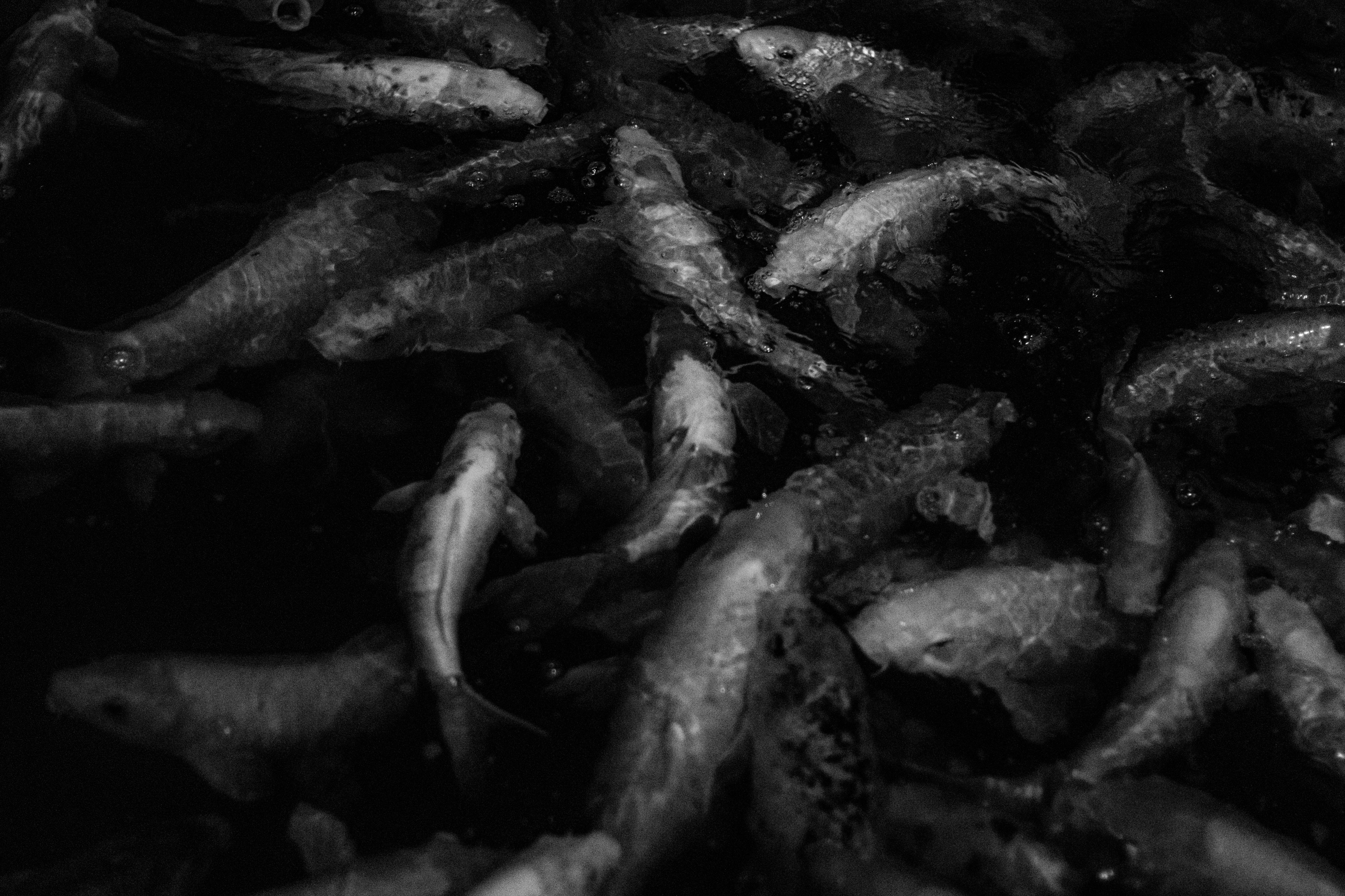 Fish Moving Photos, Download The BEST Free Fish Moving Stock Photos ...