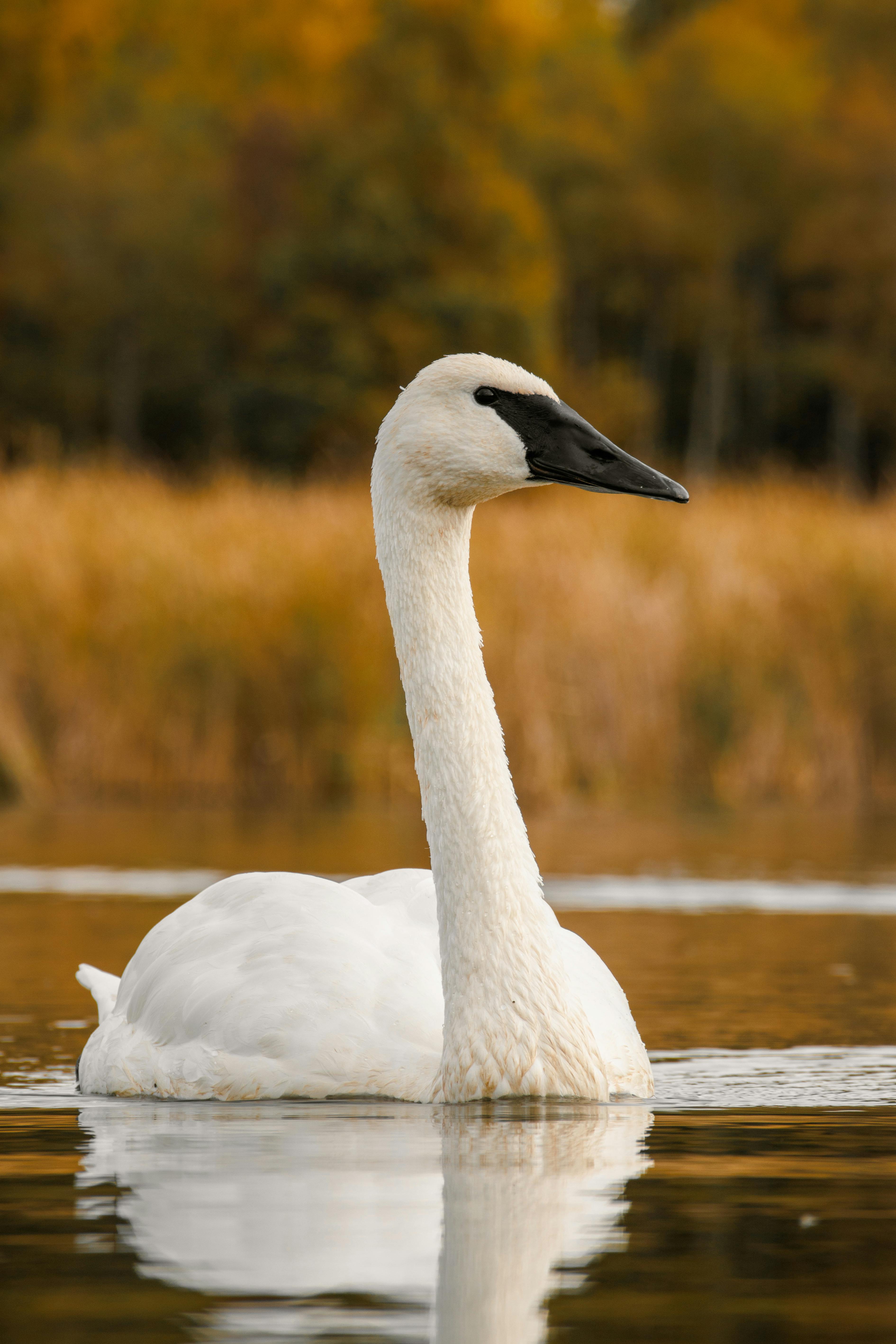 Swan in Autumn Scenery · Free Stock Photo