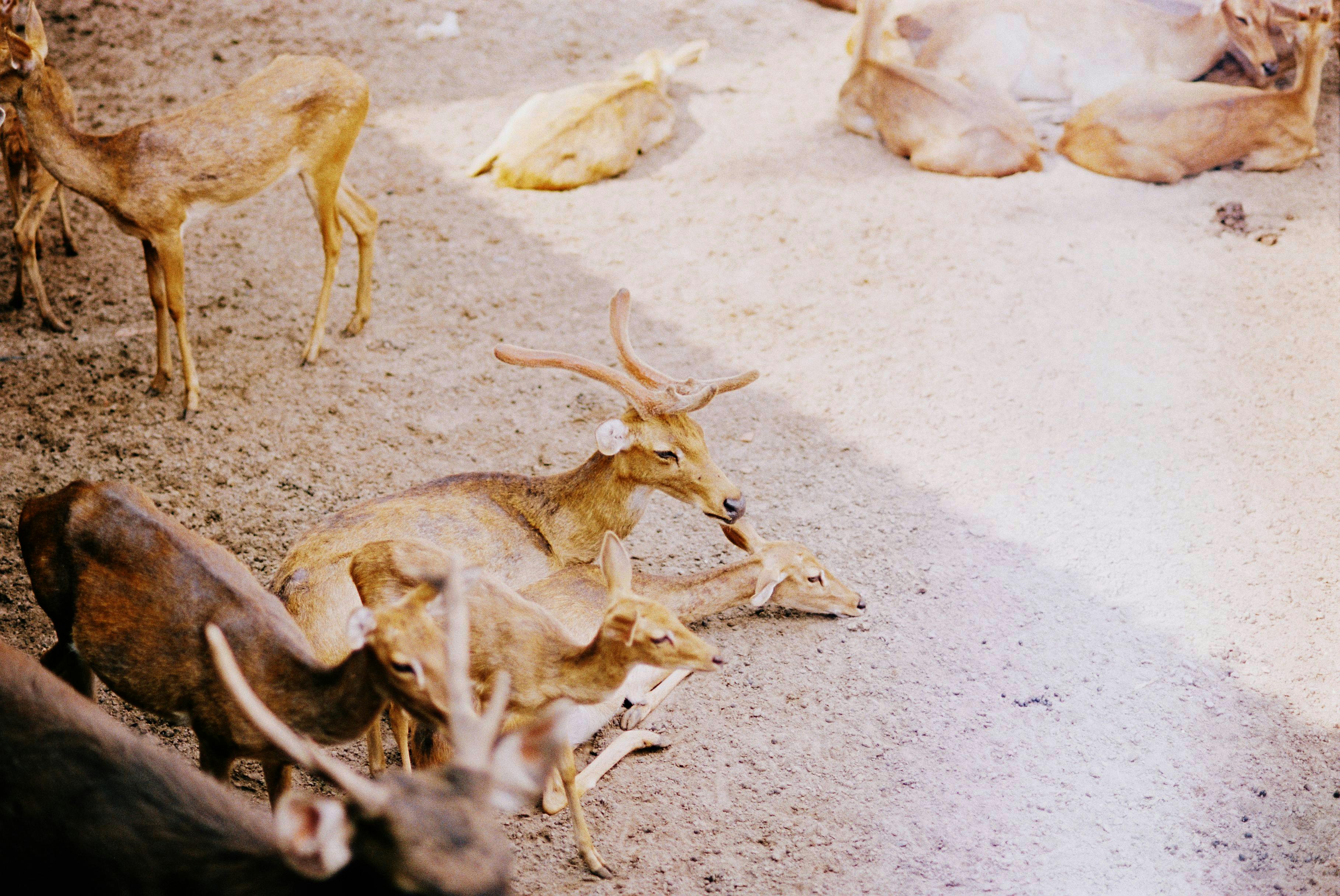 Sangai Deer Photos, Download The BEST Free Sangai Deer Stock Photos ...