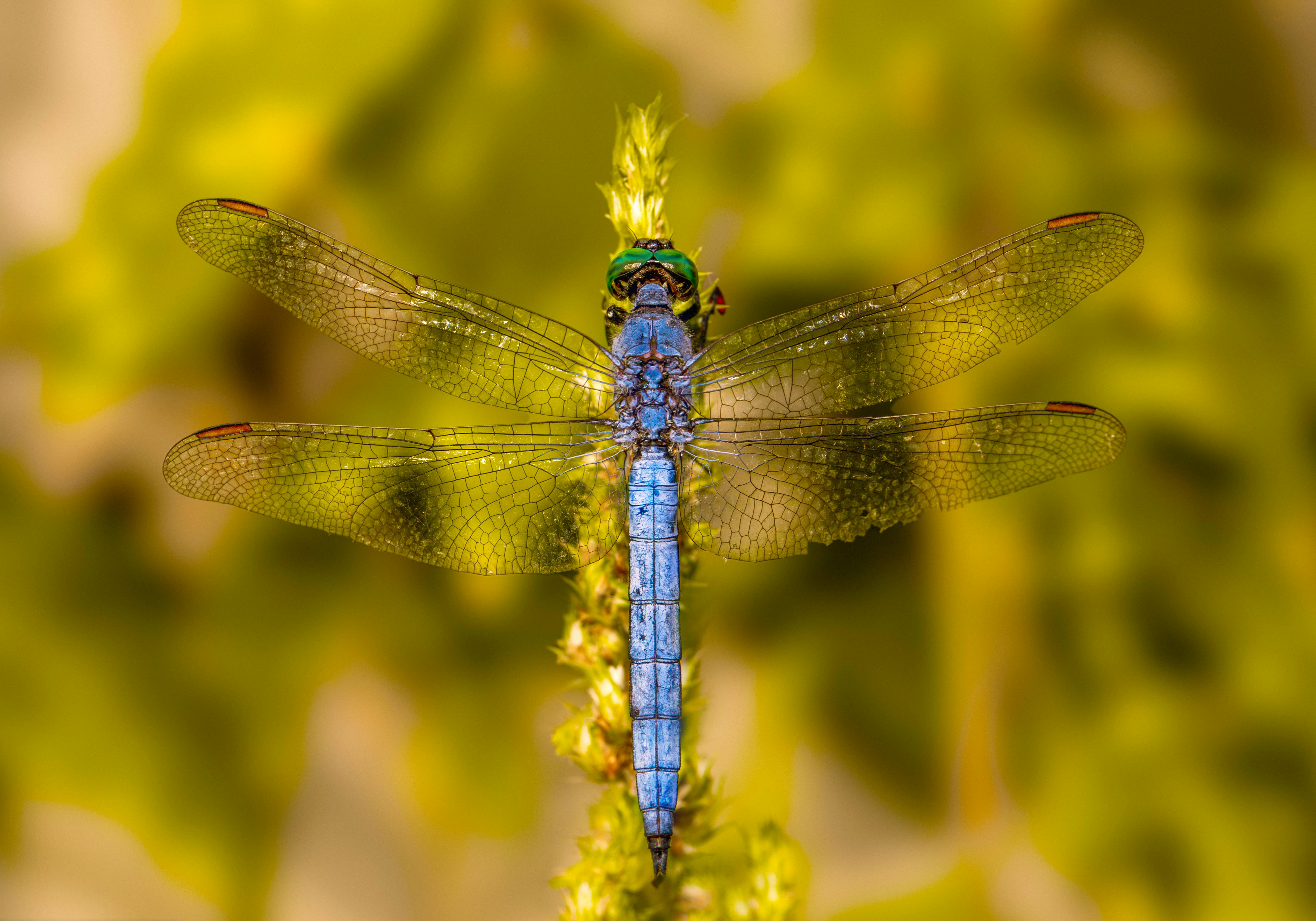 Dragonfly with Wings in Overhead View · Free Stock Photo
