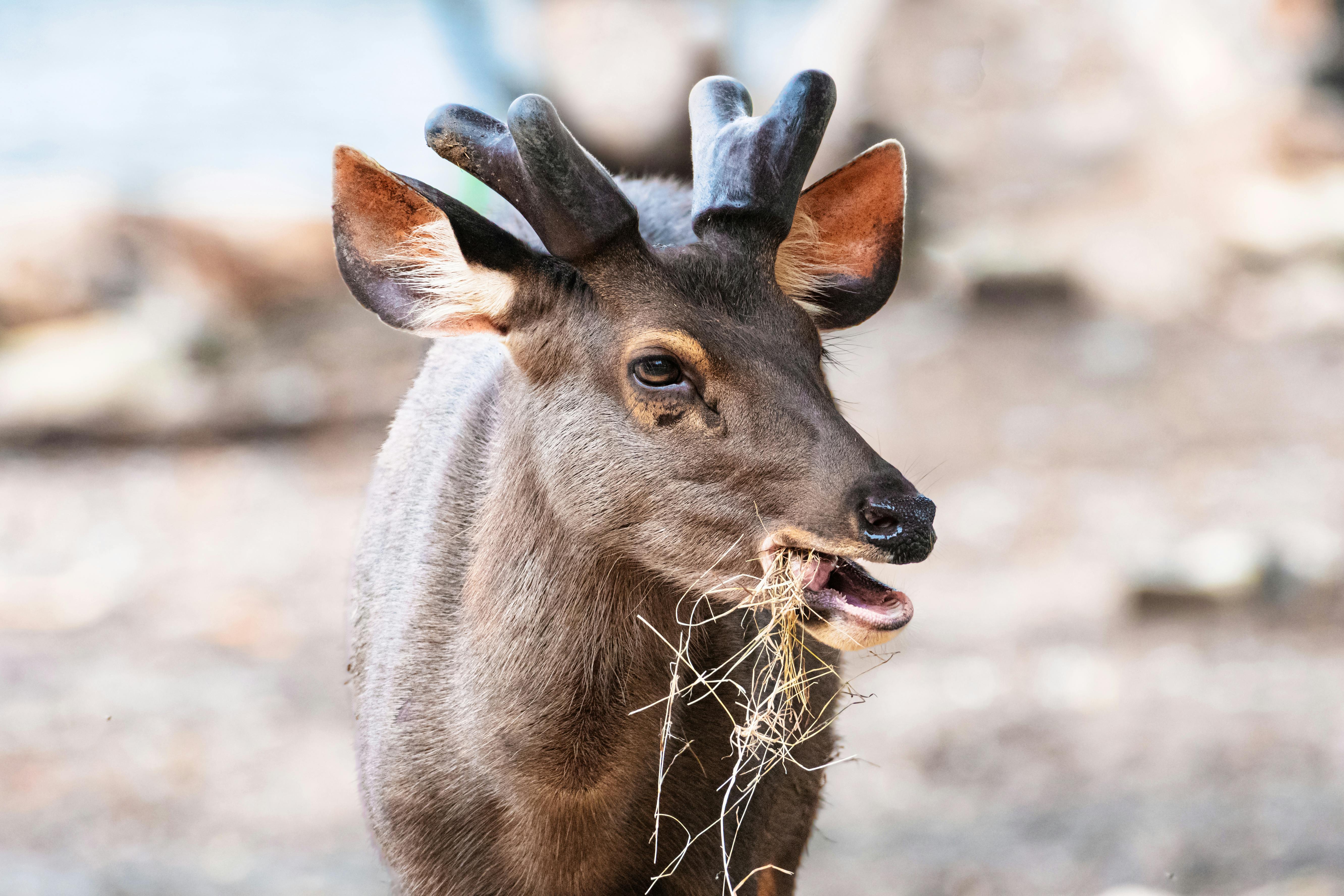 Deer Looking Backwards · Free Stock Photo