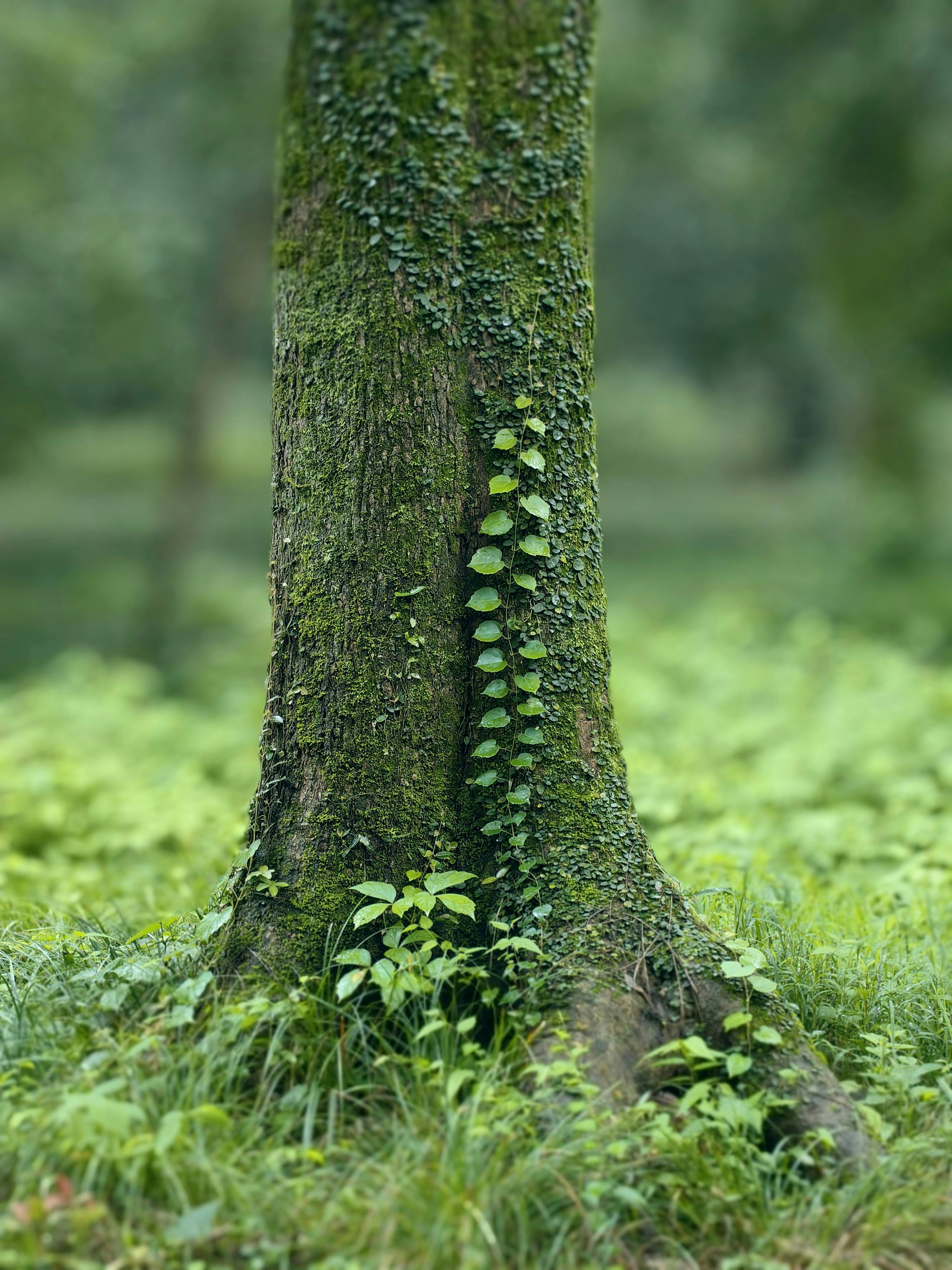 Foto de stock gratuita sobre @al aire libre, al aire libre, árbol, asia ...