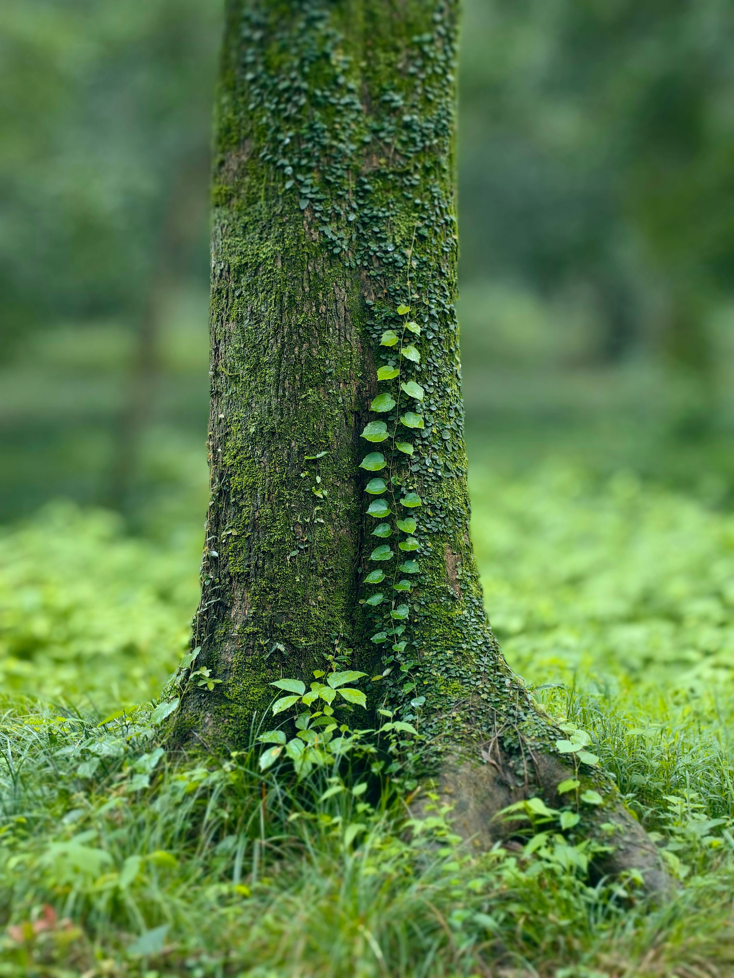 Foto de stock gratuita sobre @al aire libre, al aire libre, árbol, asia ...