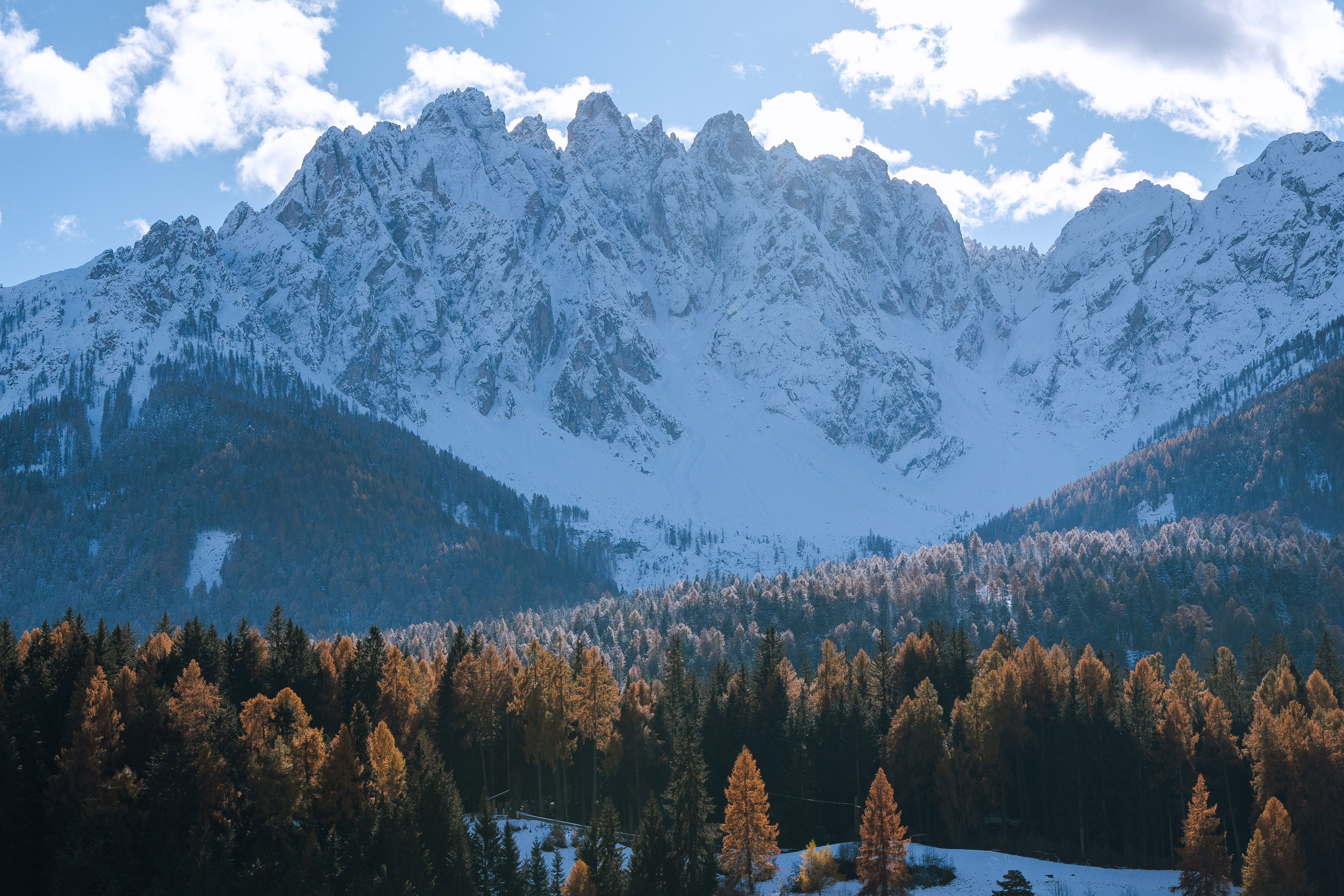 Deep Forest in Mountains · Free Stock Photo
