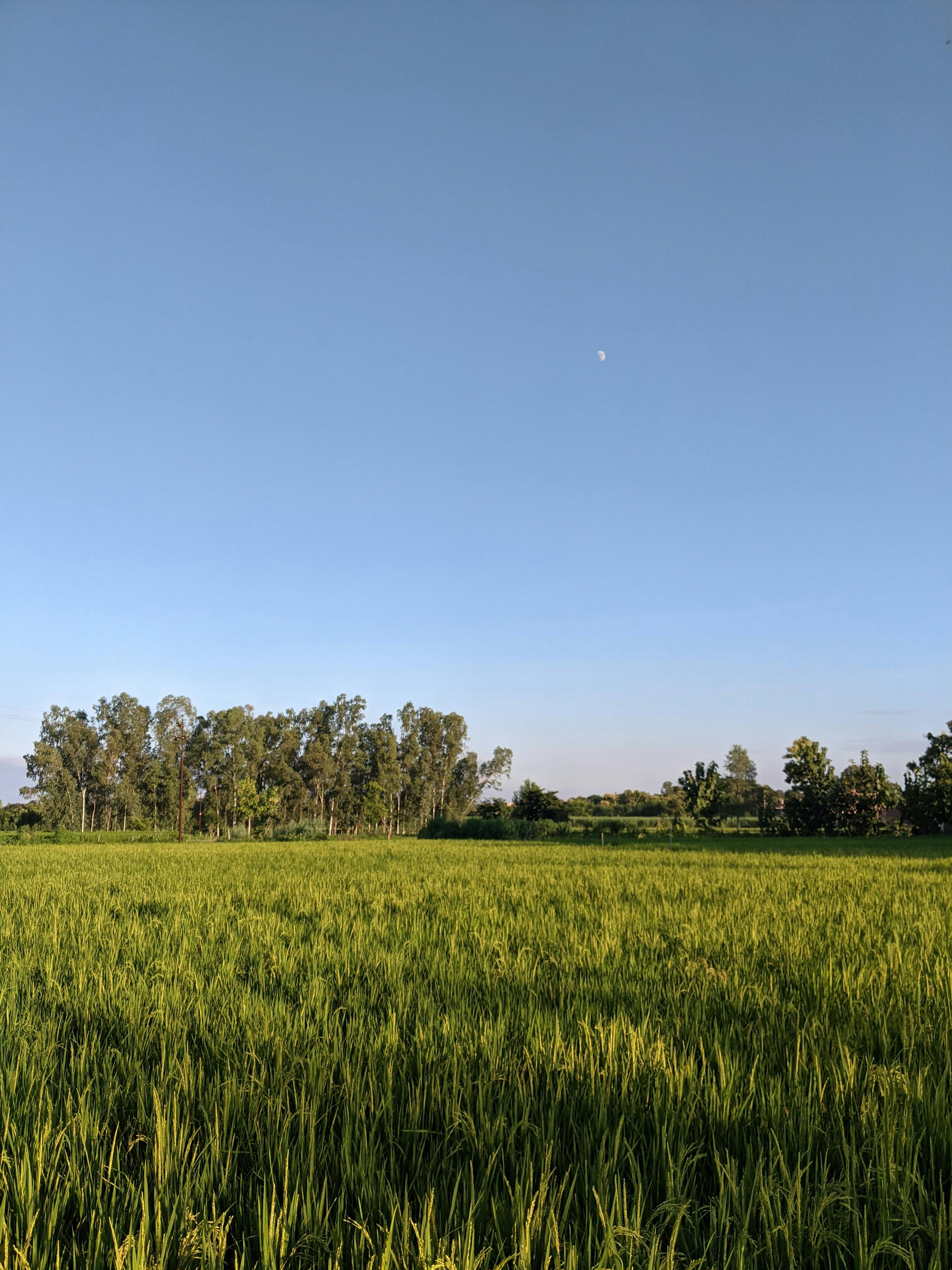 Green Grassland with Trees · Free Stock Photo