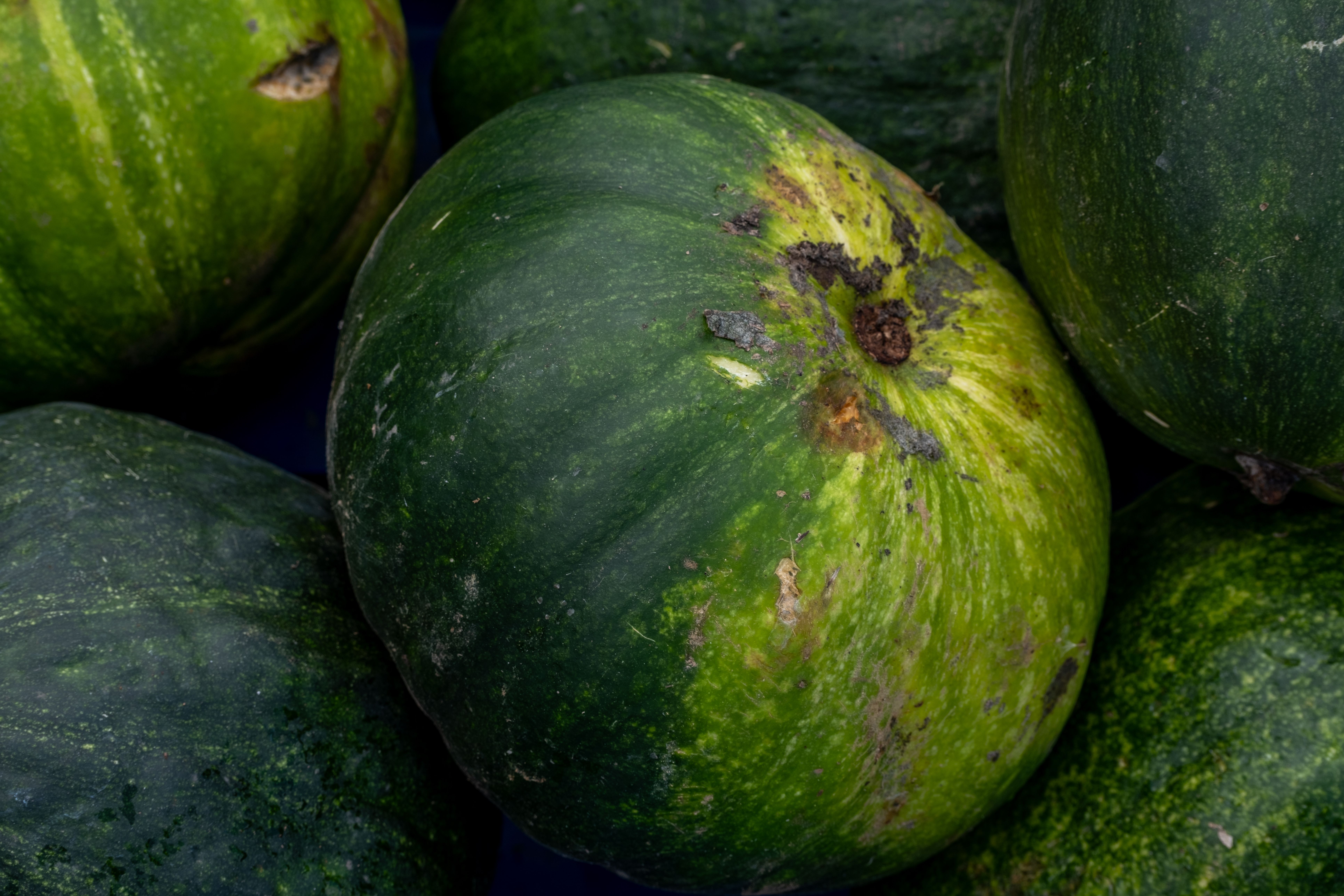 Close up of Green Watermelon · Free Stock Photo