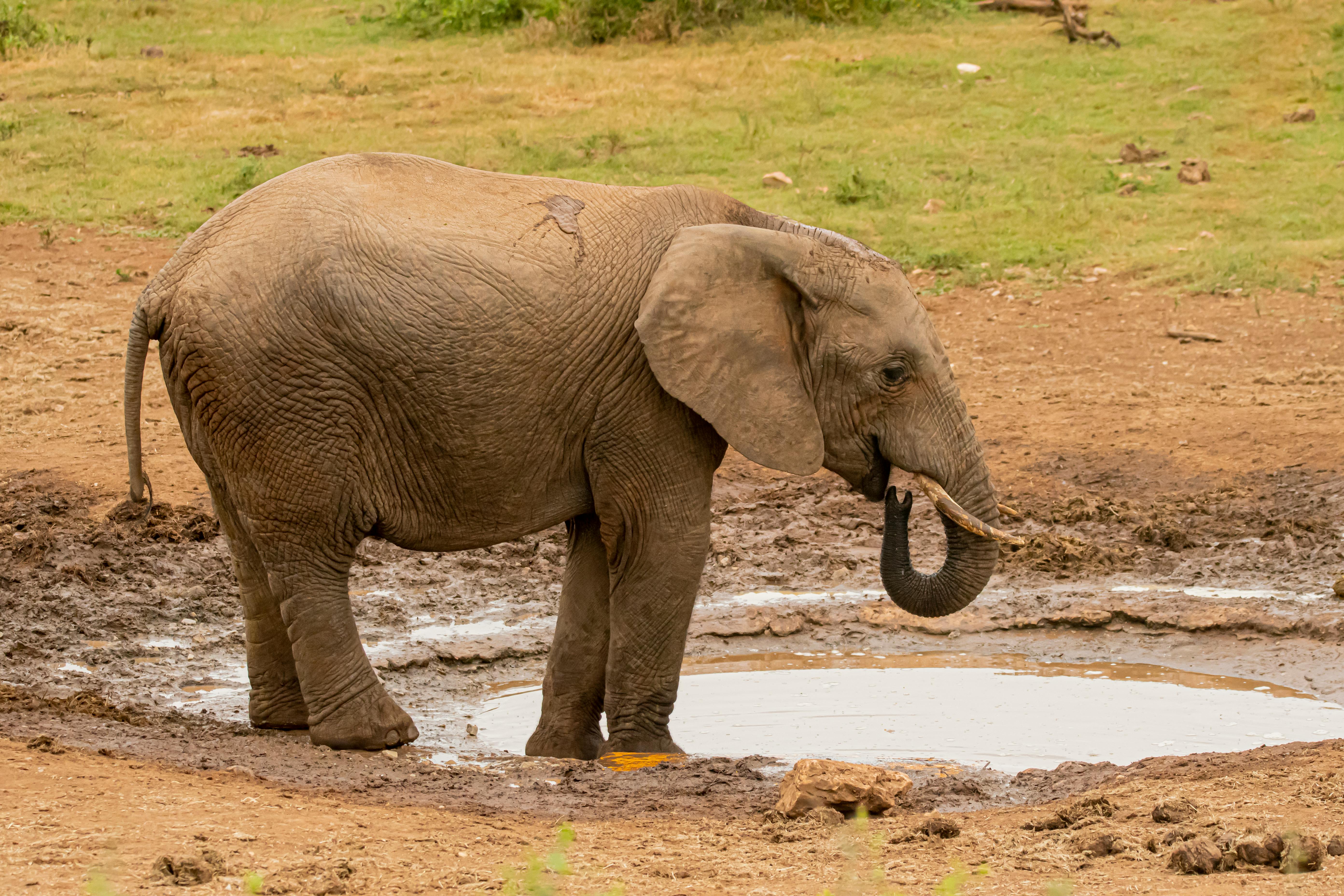 Elephant Near Water Puddle · Free Stock Photo