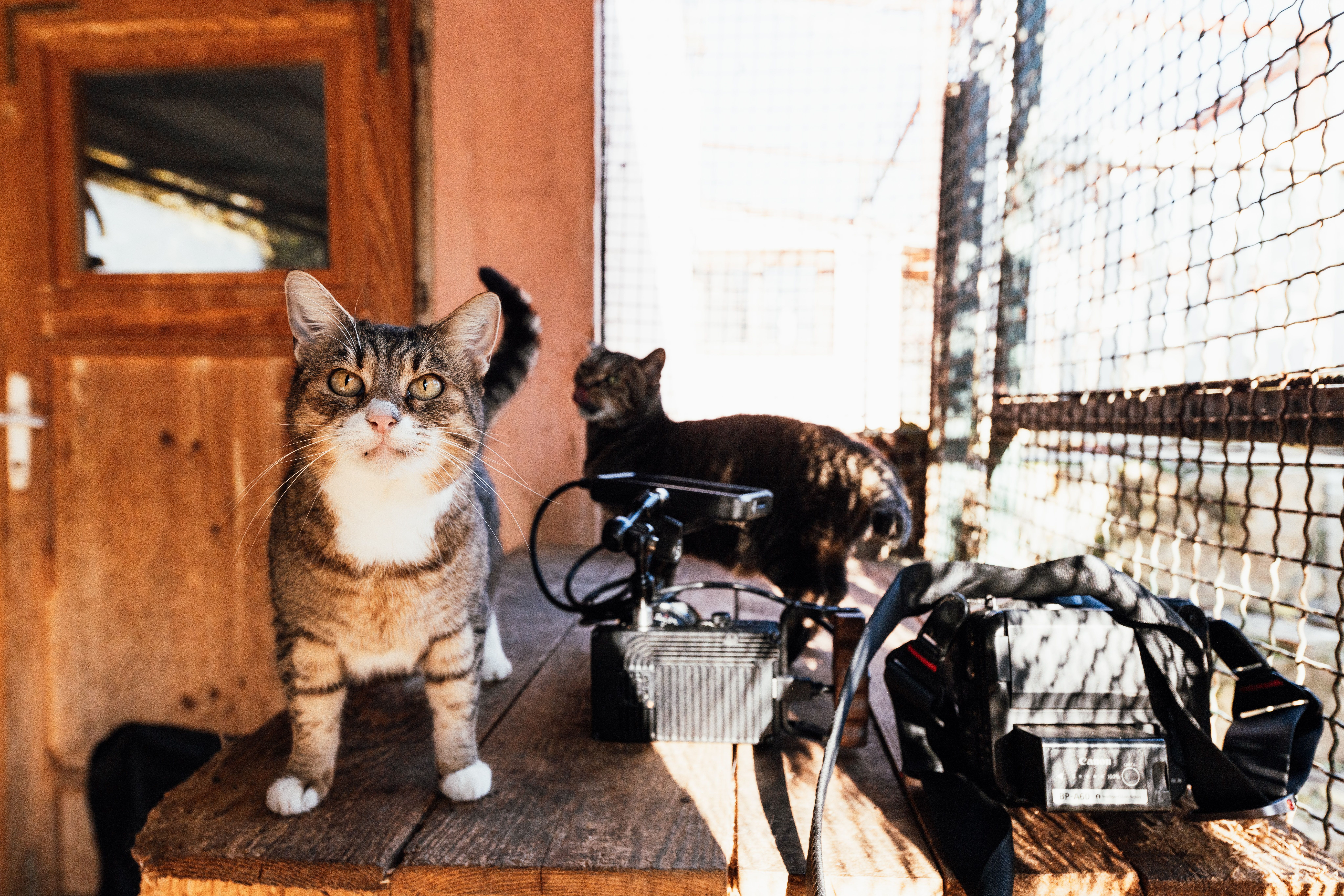 Cats Standing on a Wooden Table · Free Stock Photo